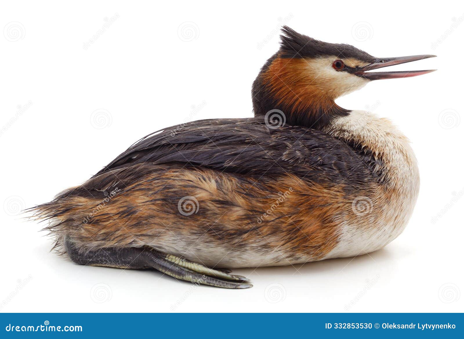 One grebe duck stock photo. Image of male, wild, wildlife - 332853530