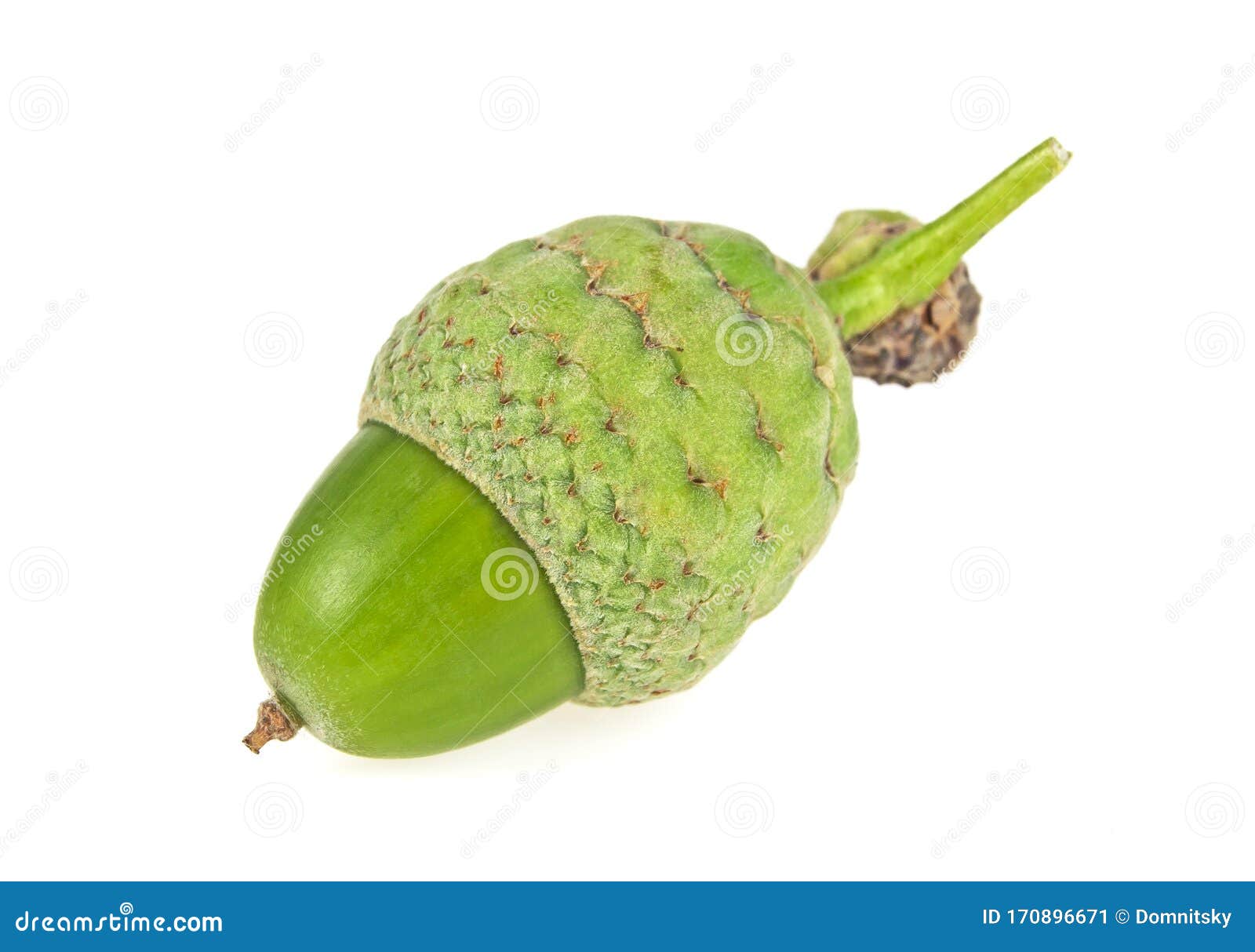 One Green Acorn on White Background Stock Image - Image of summer, wood ...