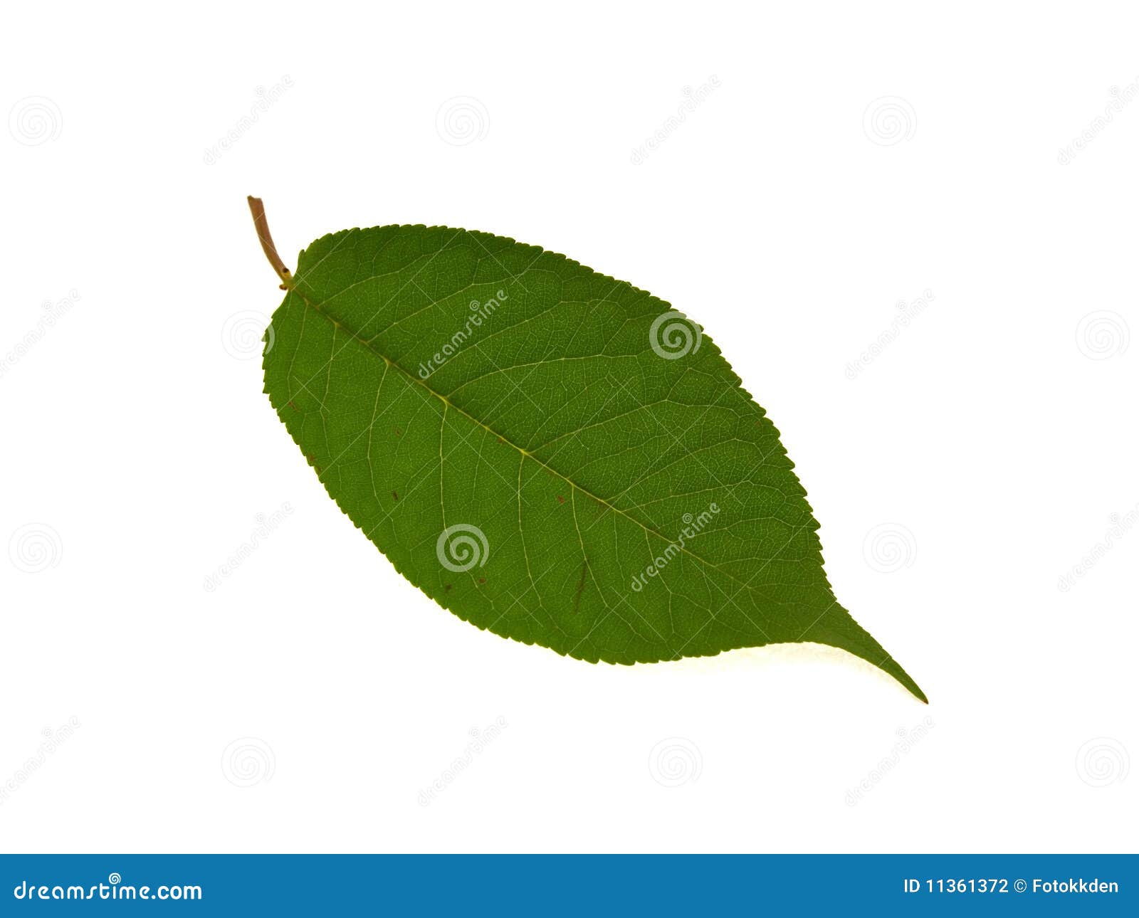 One green beautiful leaf stock photo. Image of close - 11361372