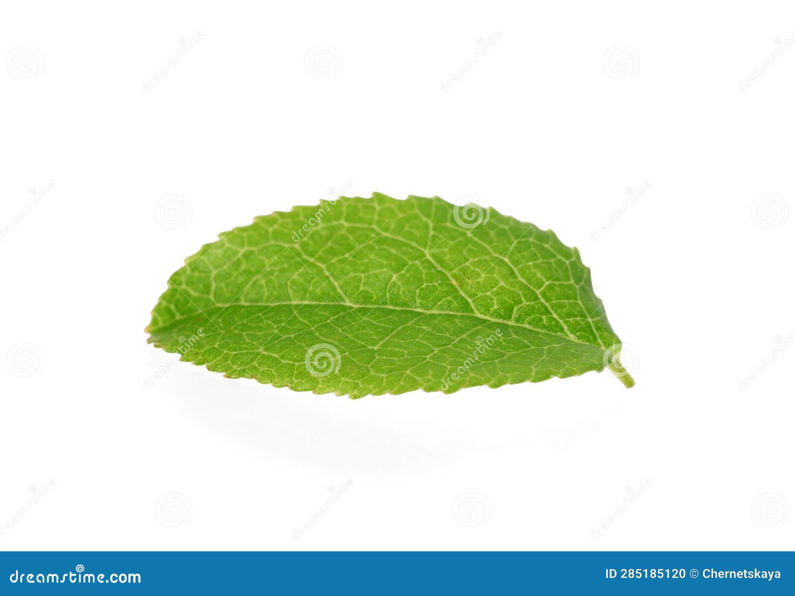 One Green Bilberry Leaf Isolated on White Stock Photo - Image of ...