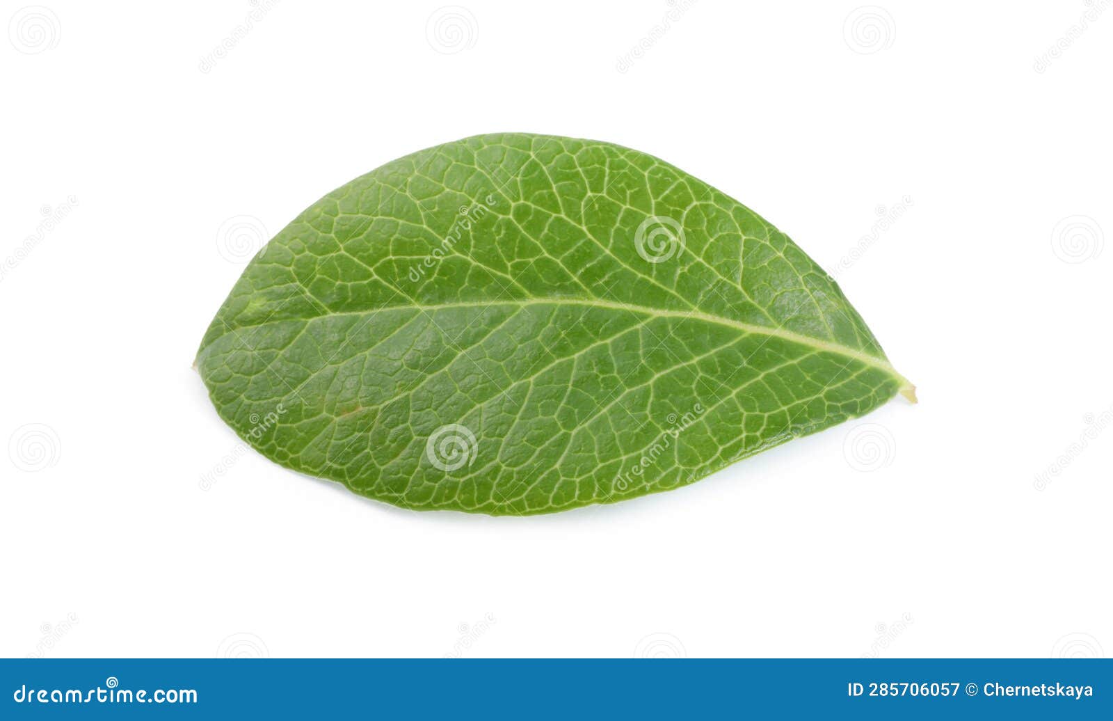 One Green Blueberry Leaf Isolated on White Stock Image - Image of ...