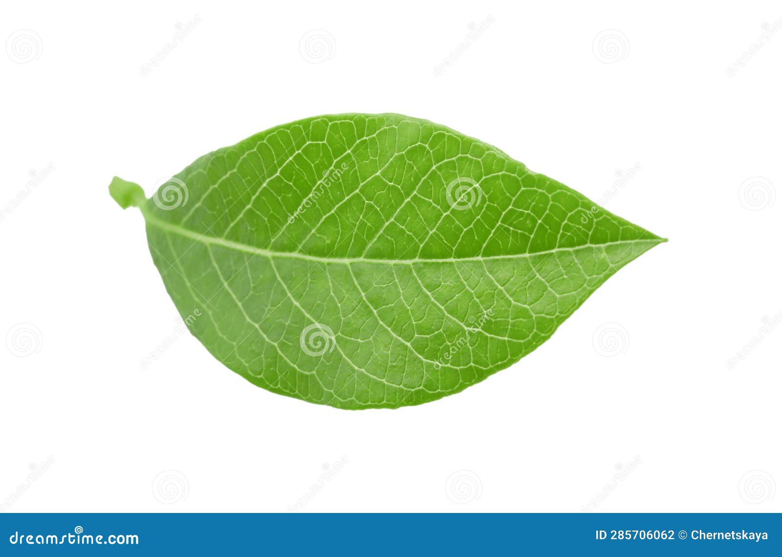 One Green Blueberry Leaf Isolated on White Stock Photo - Image of ...