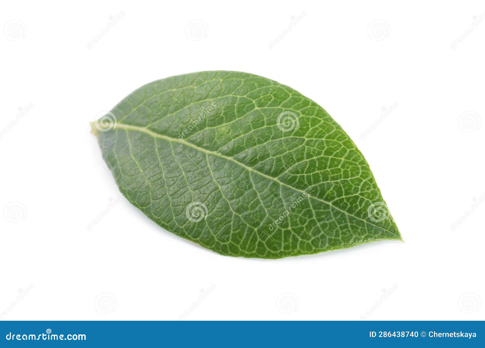 One Green Blueberry Leaf Isolated on White Stock Photo - Image of ...