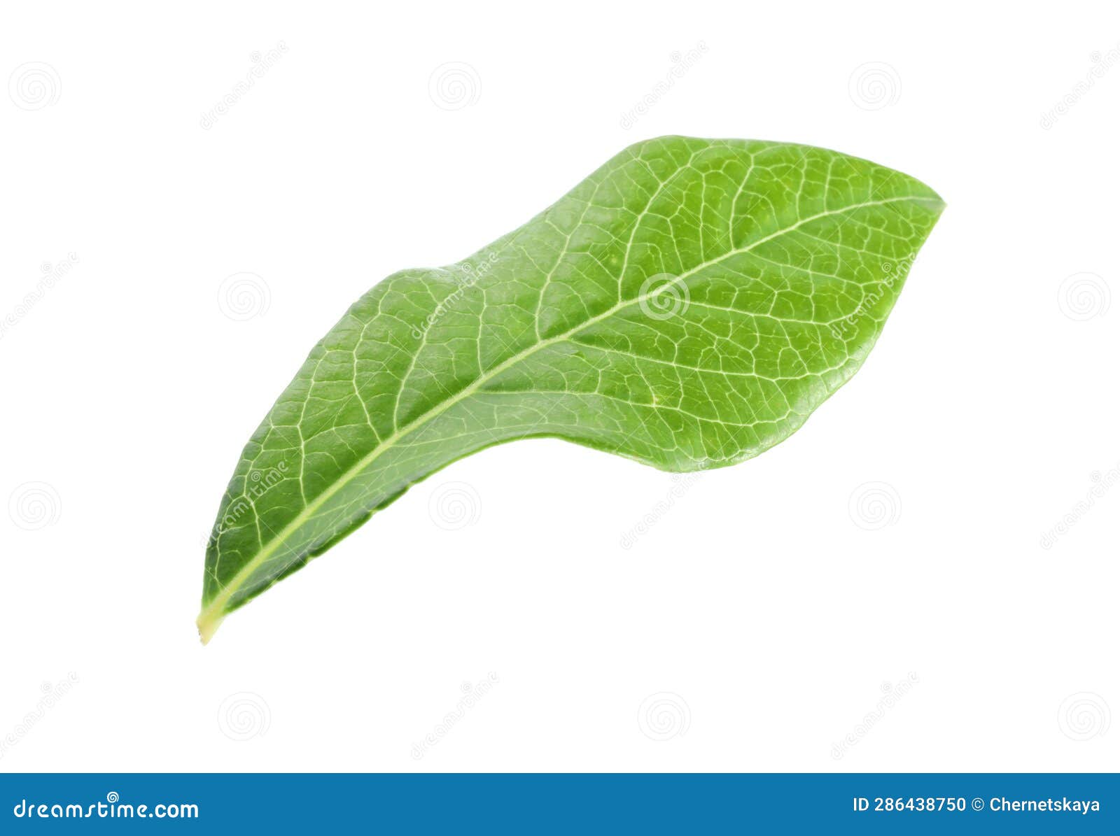 One Green Blueberry Leaf Isolated on White Stock Photo - Image of ...