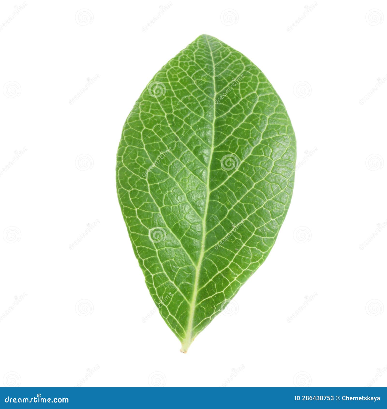 One Green Blueberry Leaf Isolated on White Stock Image - Image of ...