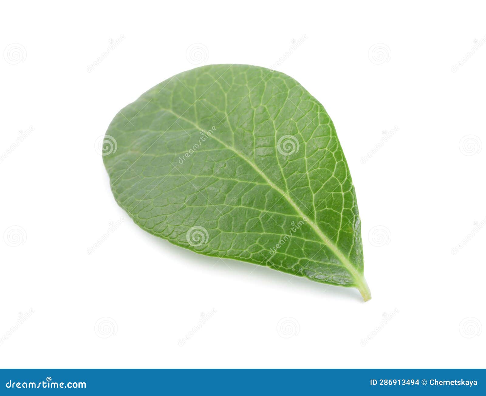 One Green Blueberry Leaf Isolated on White Stock Photo - Image of ...