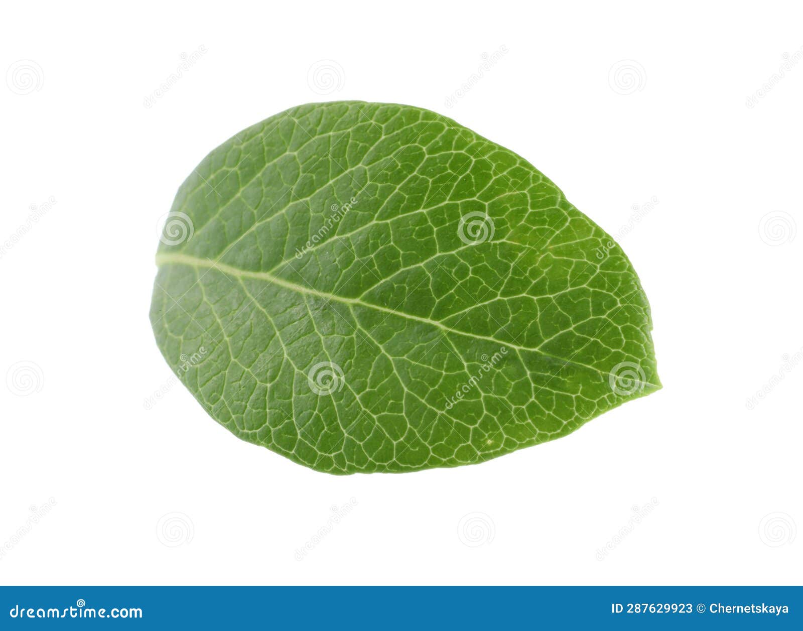 One Green Blueberry Leaf Isolated on White Stock Image - Image of ...