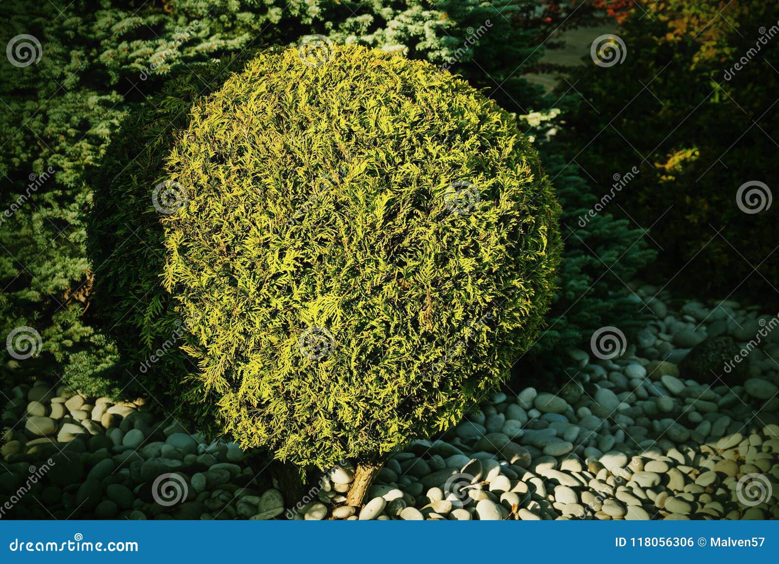 Round green bush stock photo. Image of nature, green - 118056306