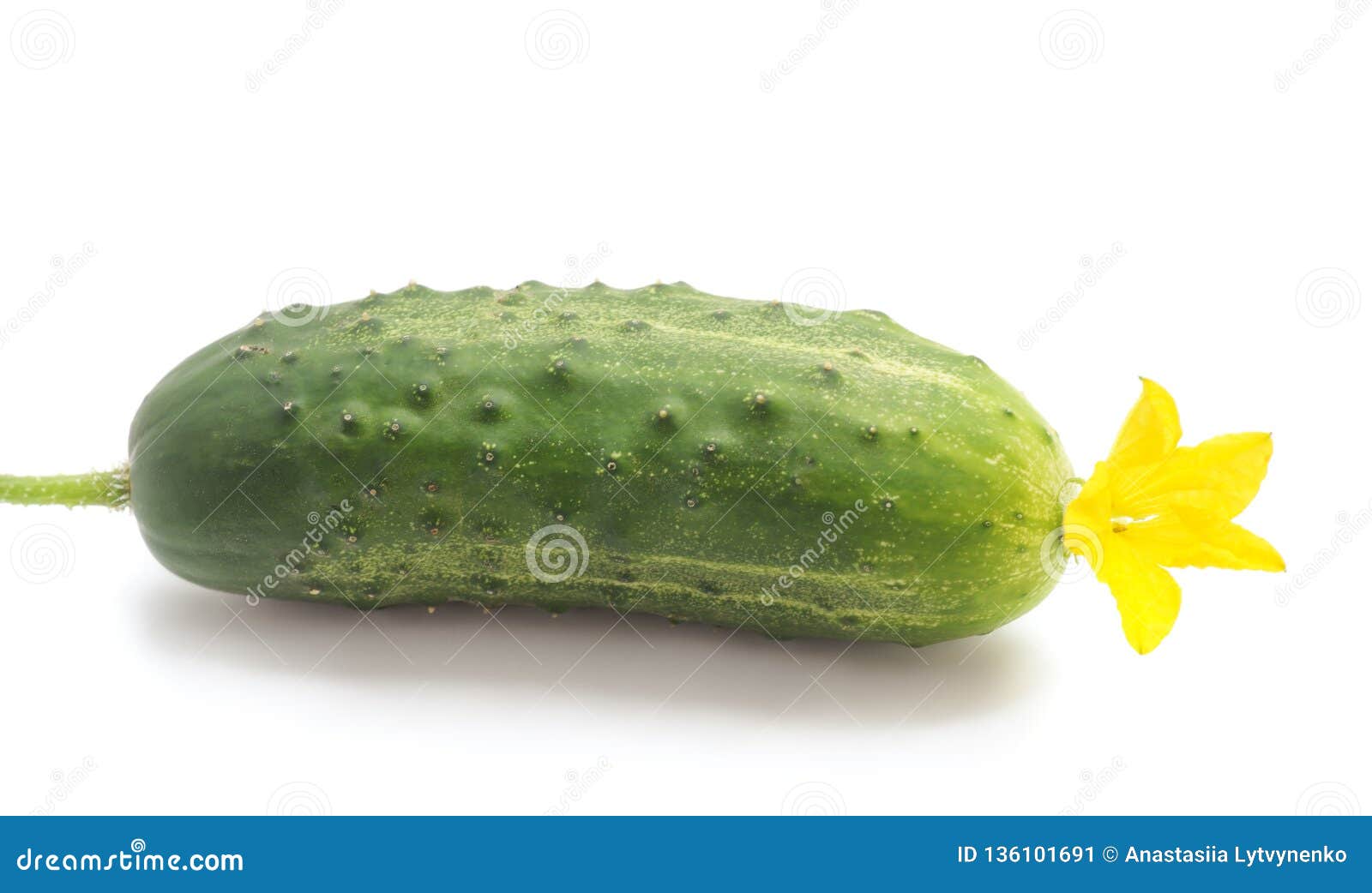 One green cucumber stock image. Image of refreshing - 136101691