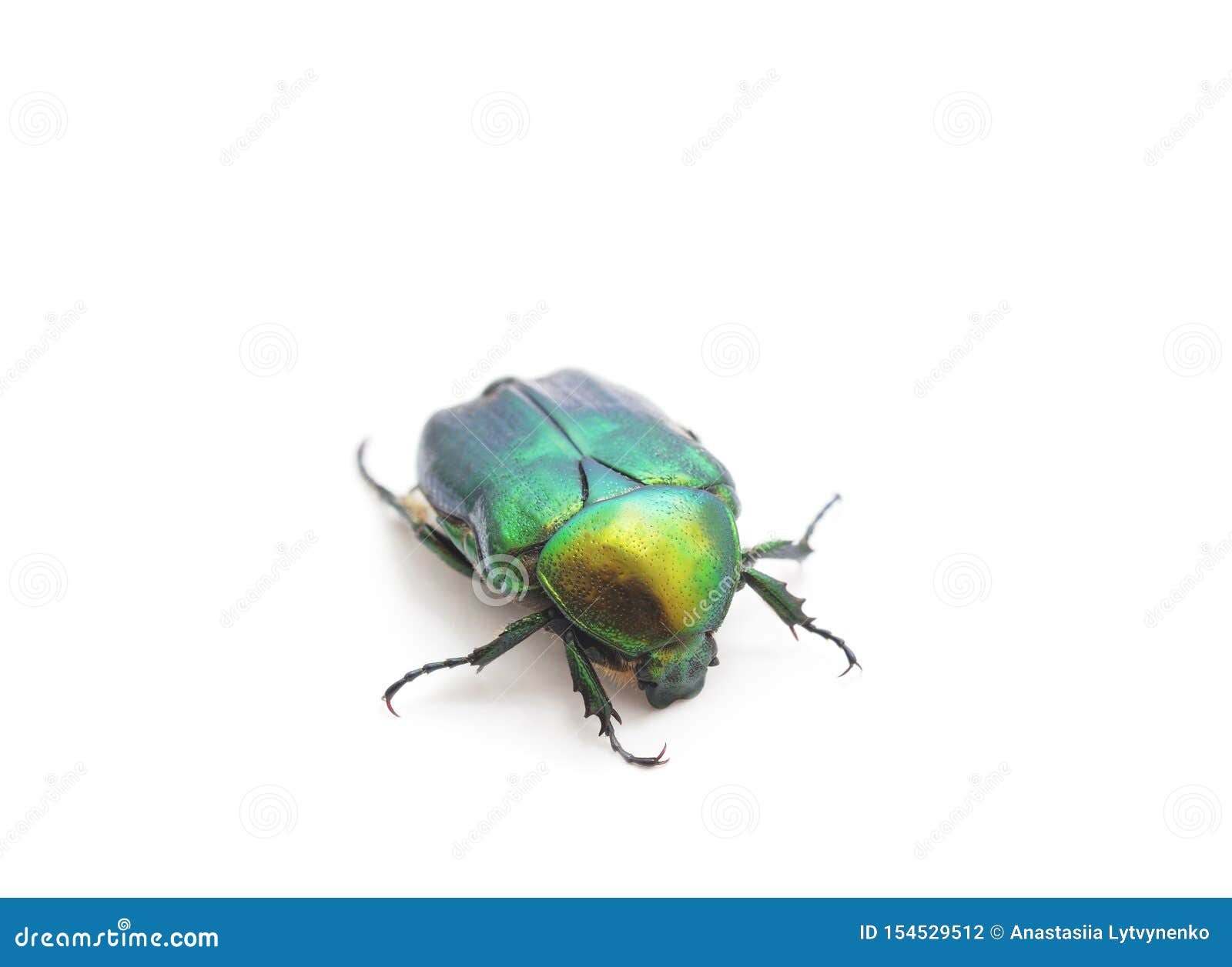 One green firefly stock photo. Image of invertebrate - 154529512