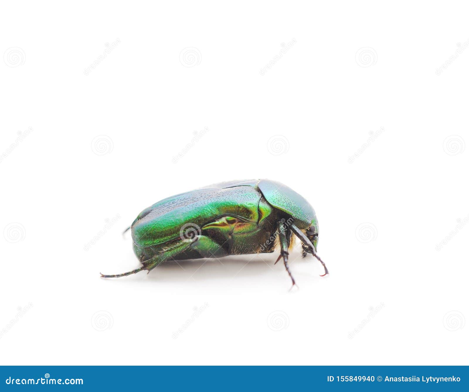 One green firefly stock photo. Image of field, dark - 155849940