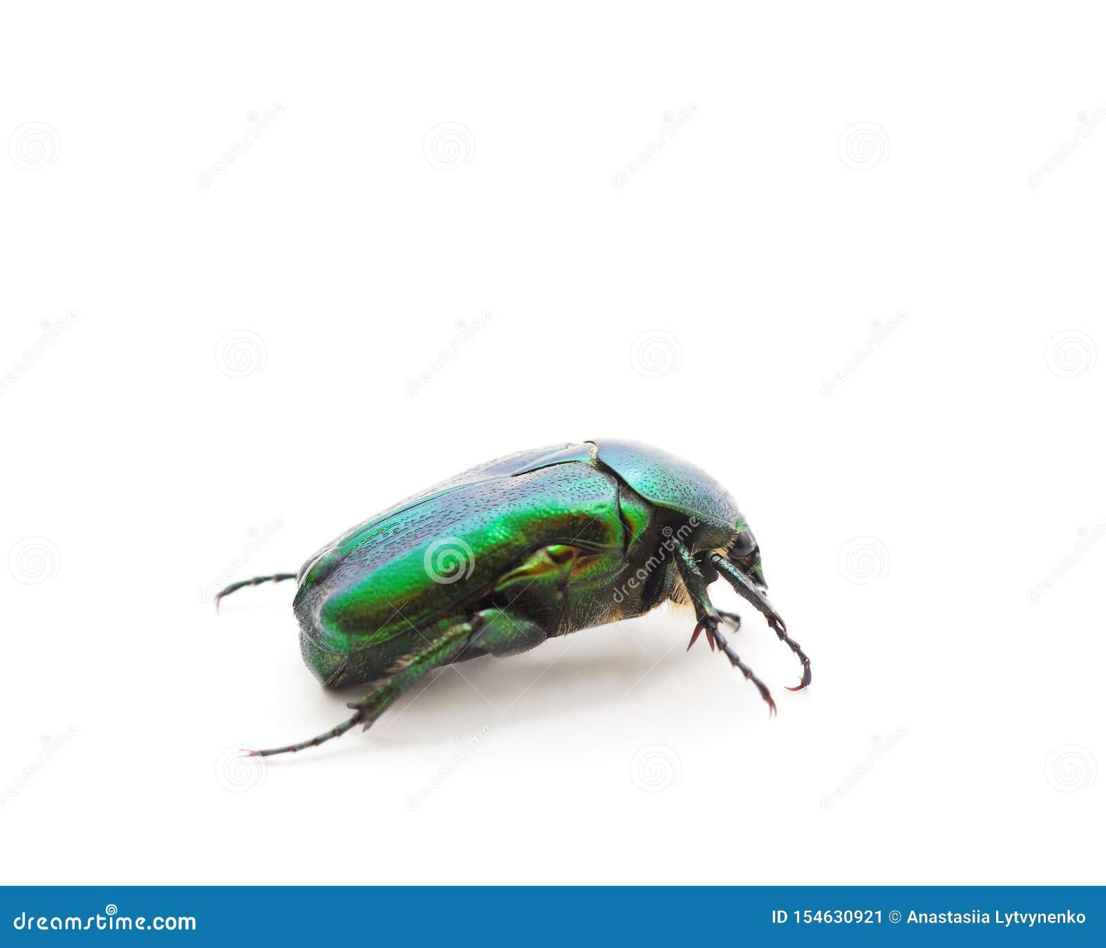 Green Firefly Beetle On White Flowers Royalty-Free Stock Photo ...