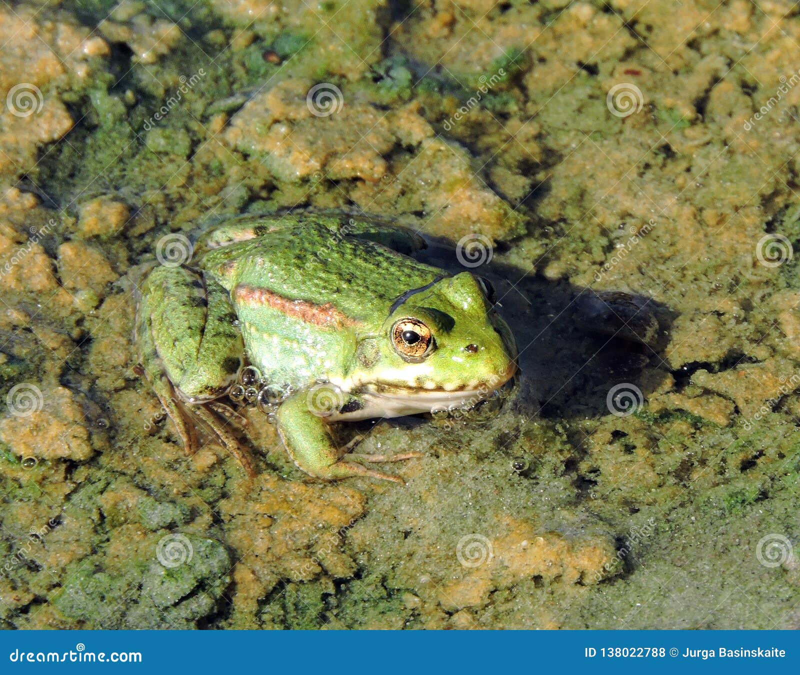 Green Frog on Moss in River, Lithuania Stock Photo - Image of coast ...