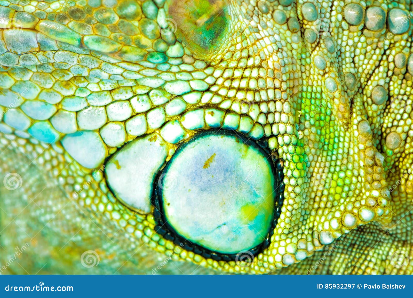 One green iguana stock image. Image of colorful, bizarre - 85932297