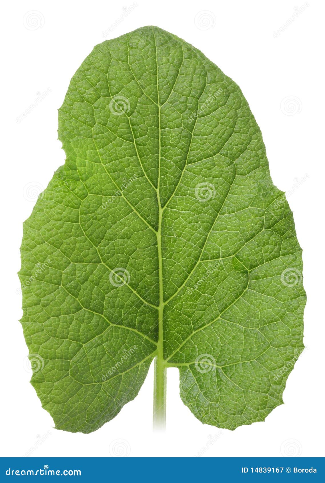 One green leaf stock image. Image of macro, idyllic, nature - 14839167