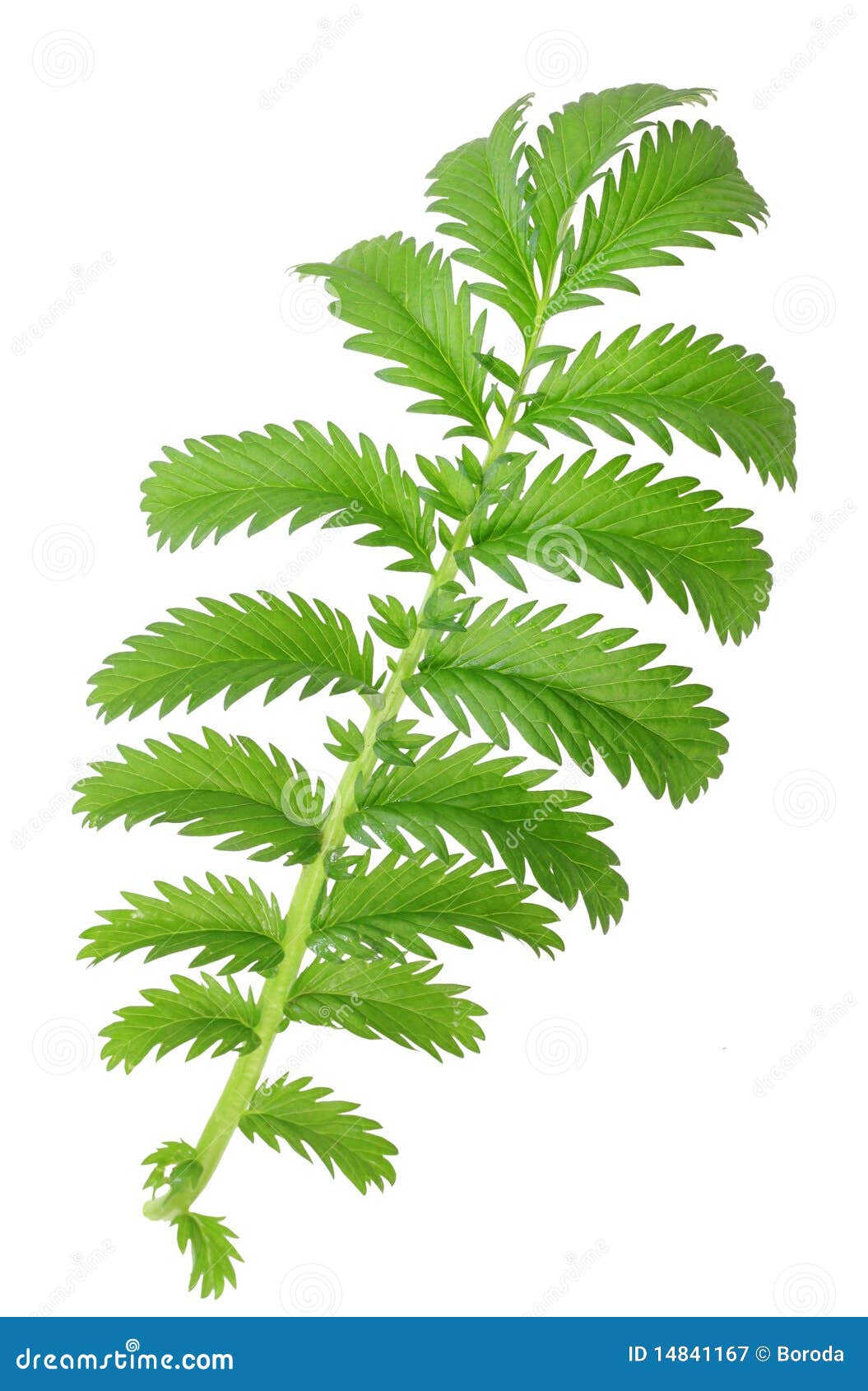 One green leaf stock image. Image of head, closeup, front - 14841167