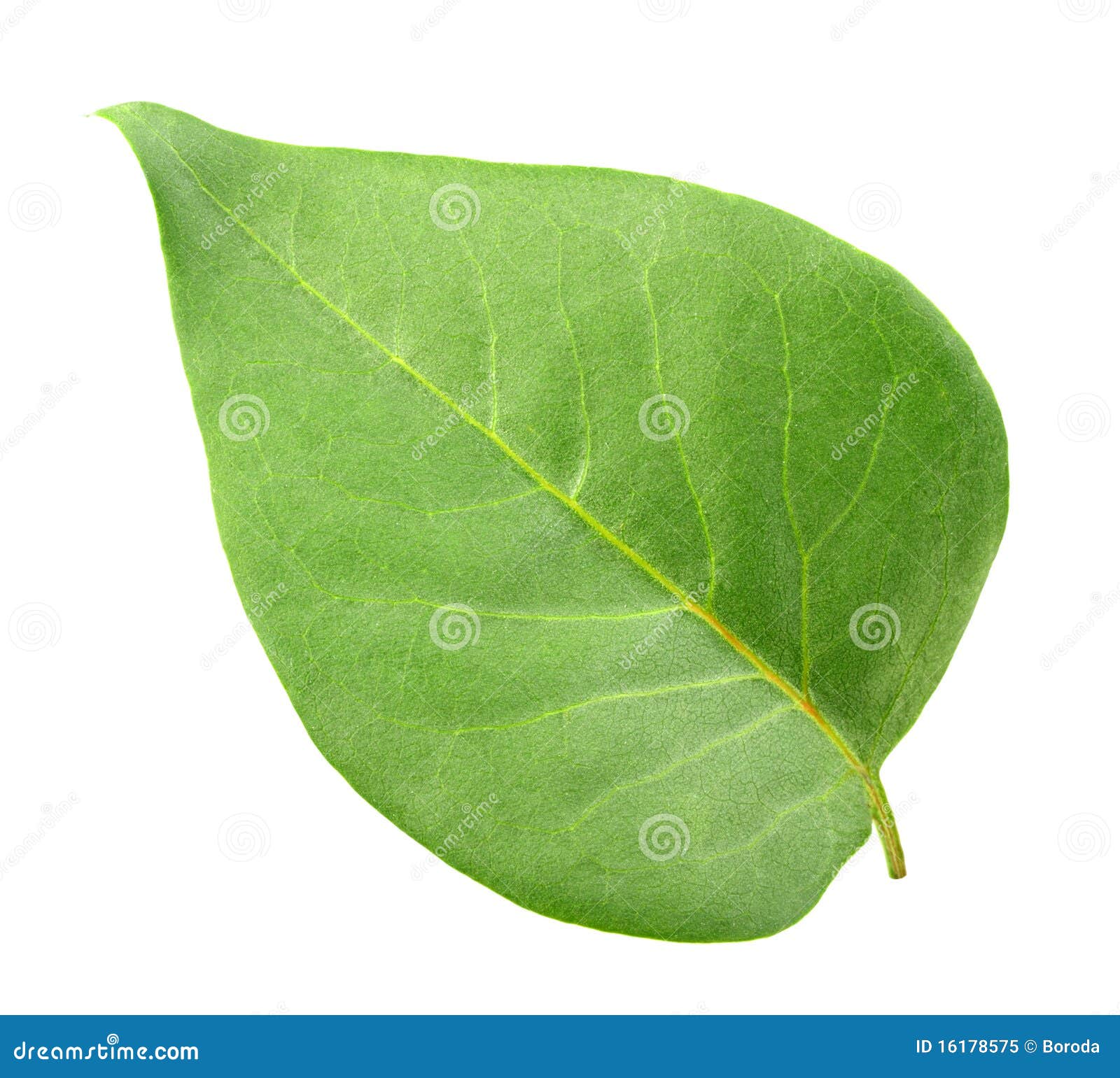 One green leaf stock image. Image of idyllic, front, full - 16178575