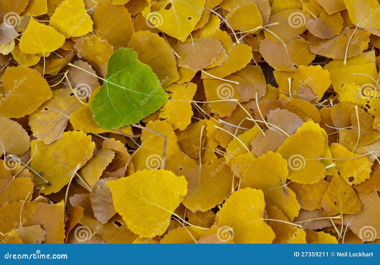 One Green Leaf stock image. Image of green, fall, nature - 27359211