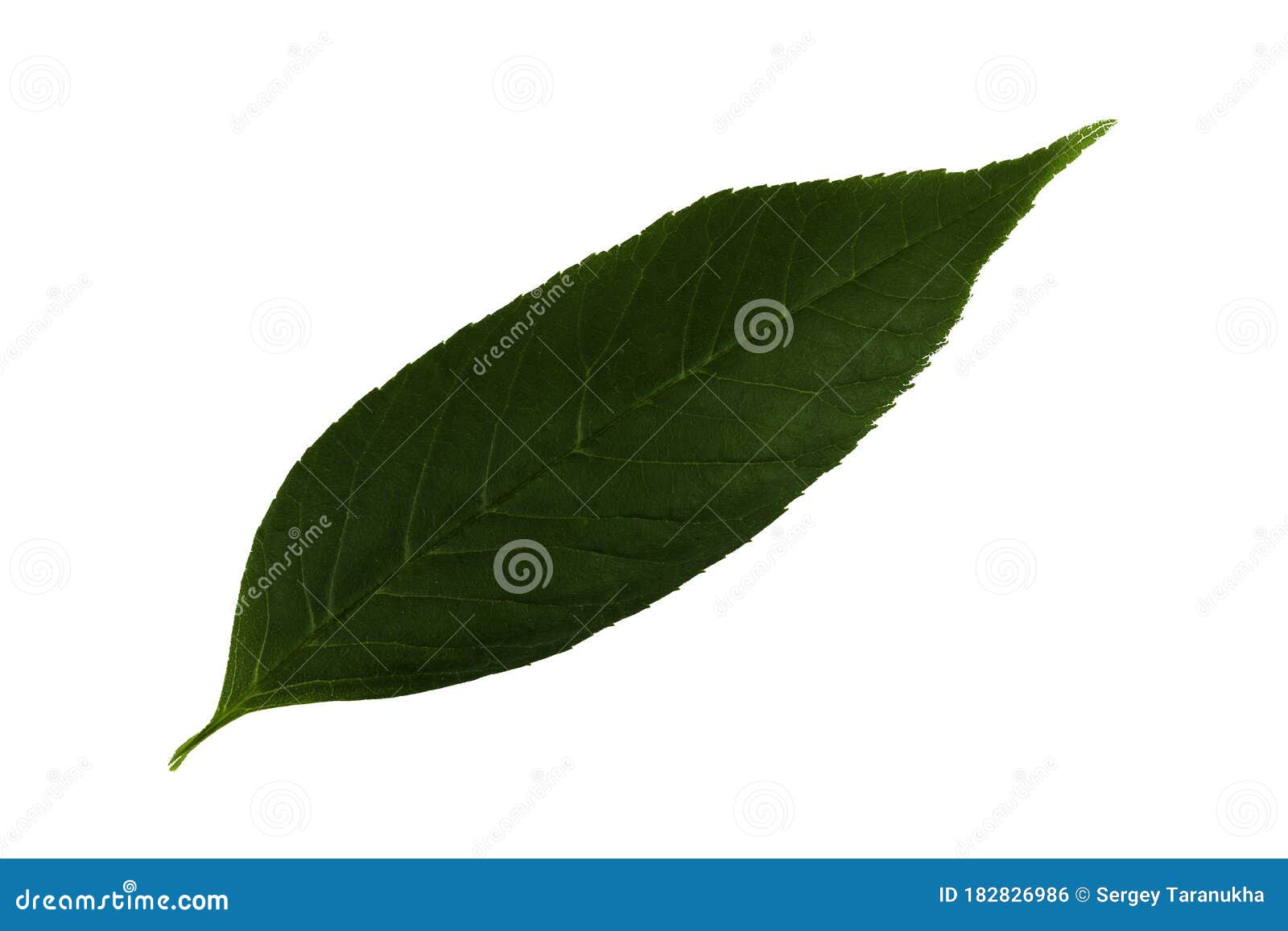 One Green Leaf of Common Ash Isolated on White Background Top Side of a ...