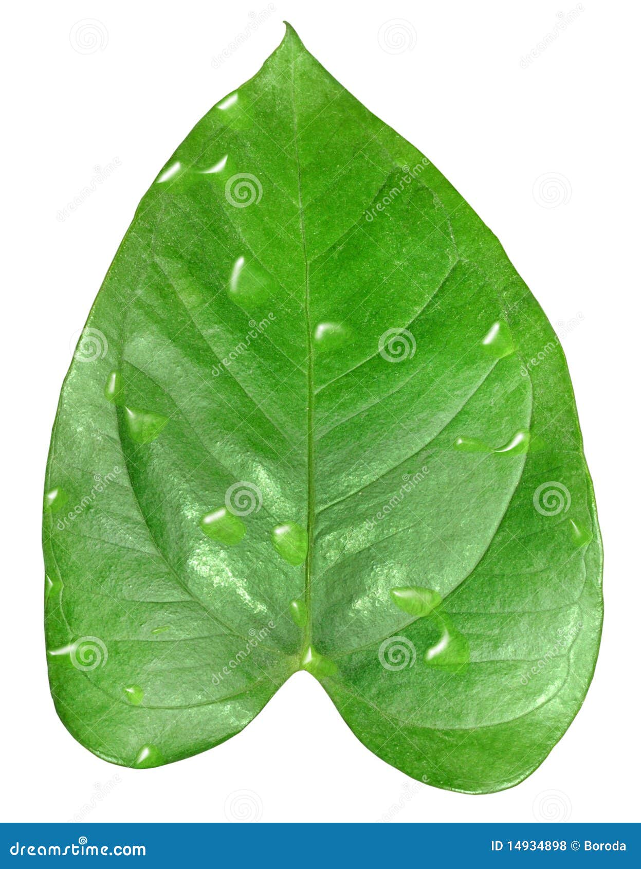 One green leaf with dew stock photo. Image of full, close - 14934898