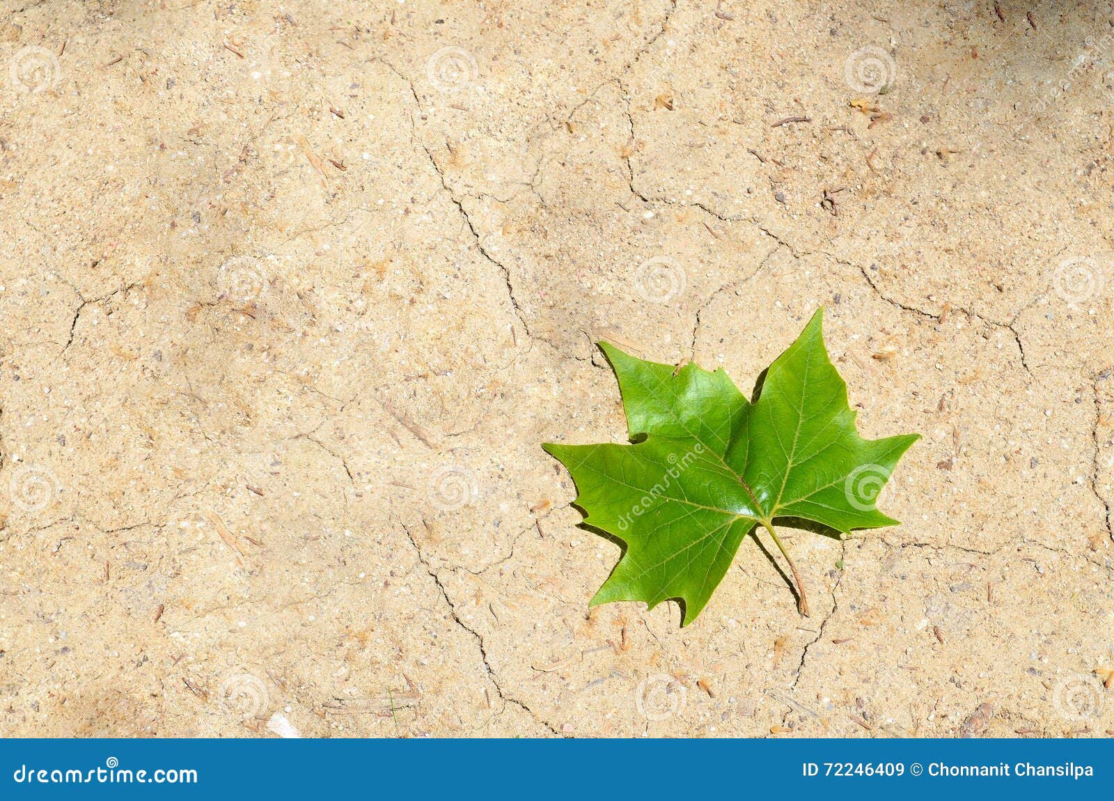 One green leaf on dry land stock image. Image of growing - 72246409