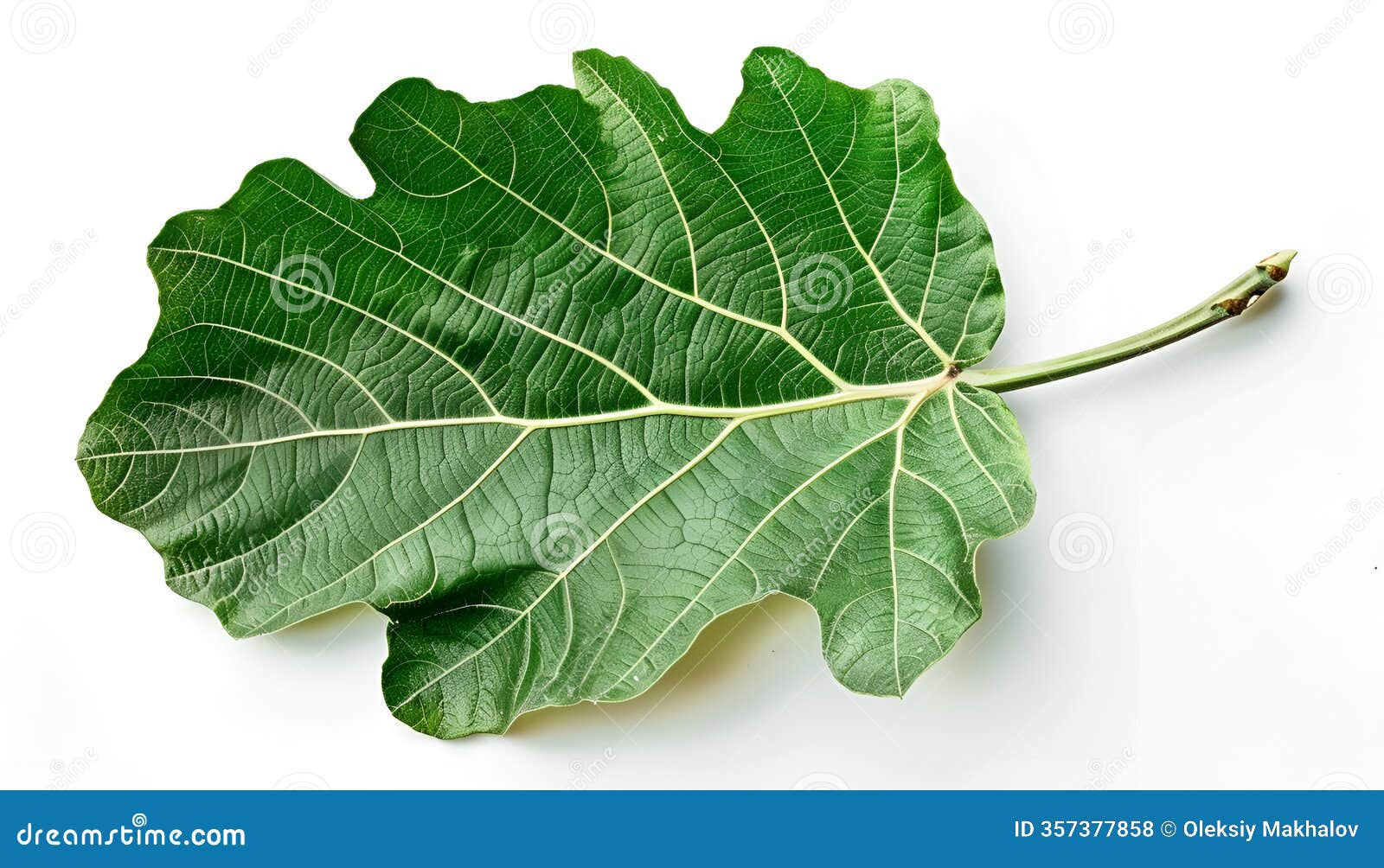 One Green Leaf of Fig Tree Isolated on White Stock Photo - Image of ...