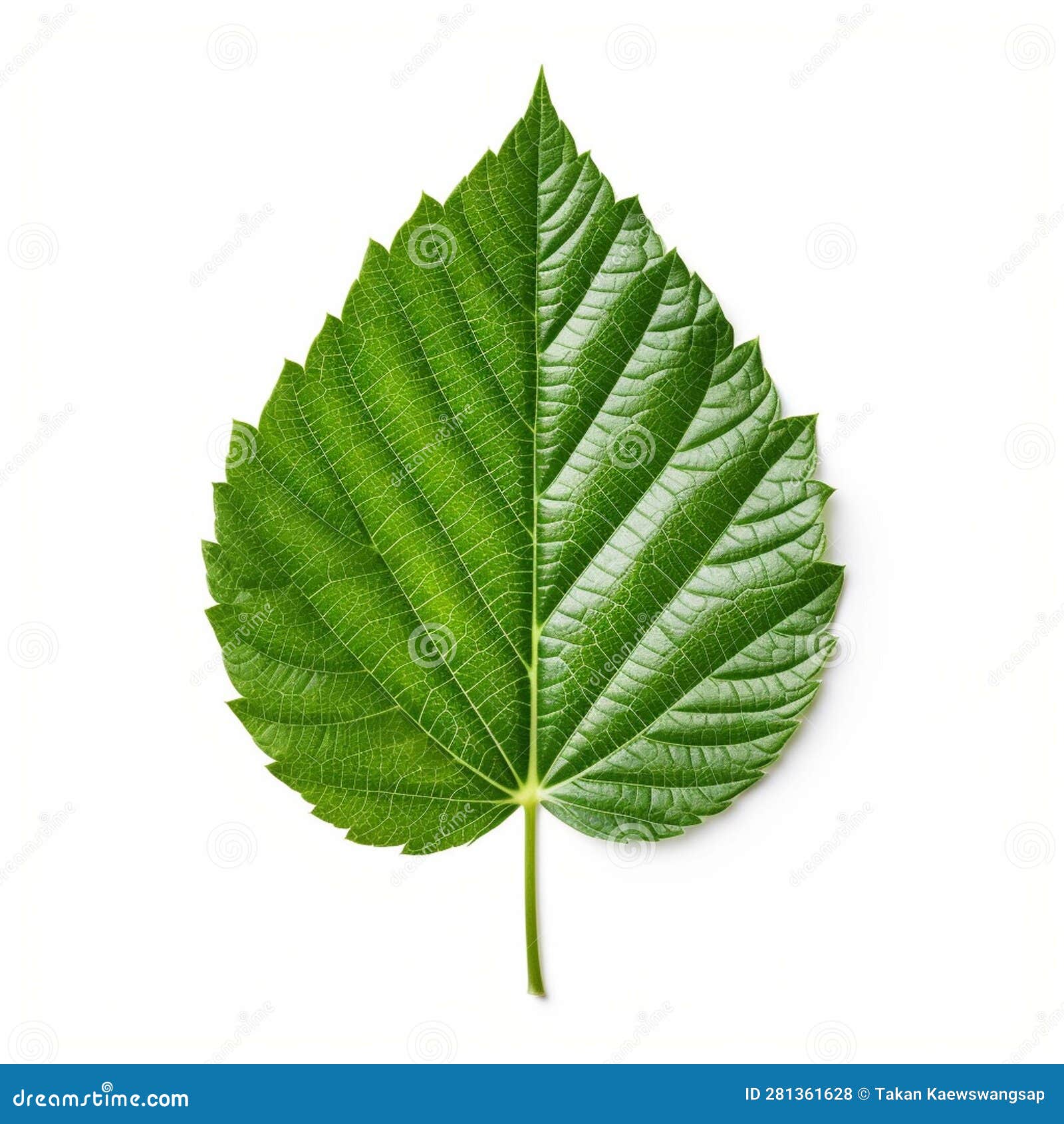 One Green Leaf Isolate ,white Background - Generative Ai Illustration ...
