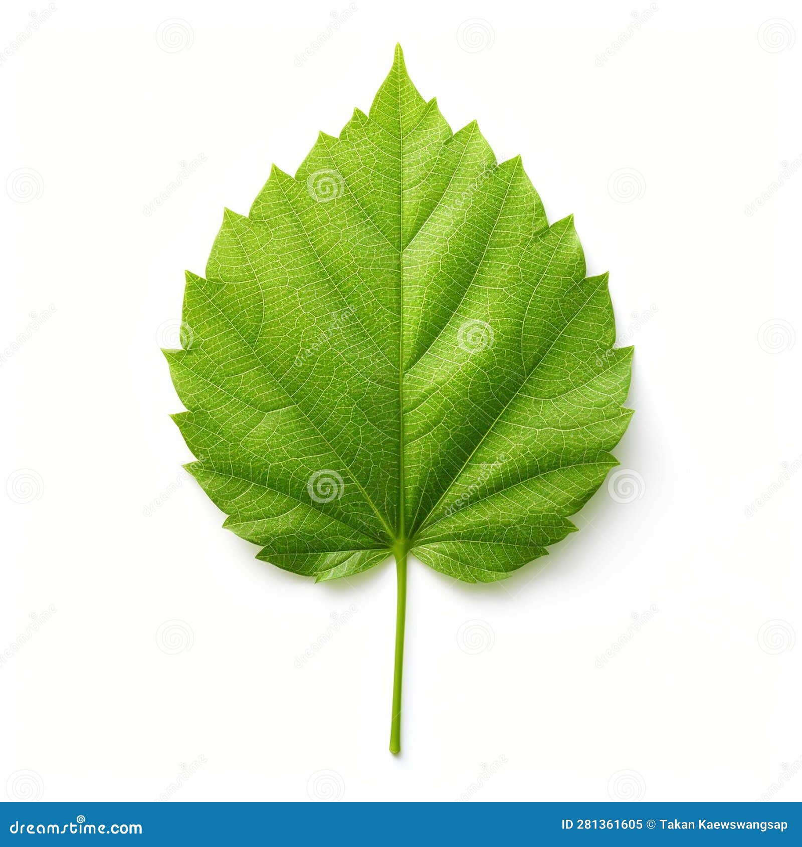 One Green Leaf Isolate ,white Background - Generative Ai Illustration ...