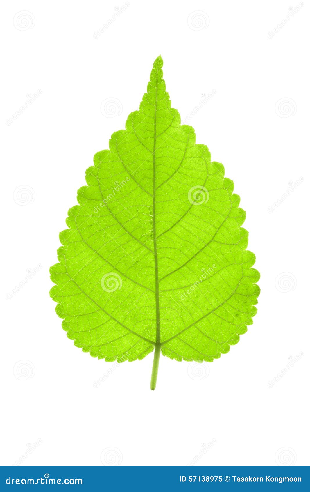 One Green Leaf Isolated on White Stock Image - Image of lush, forest ...