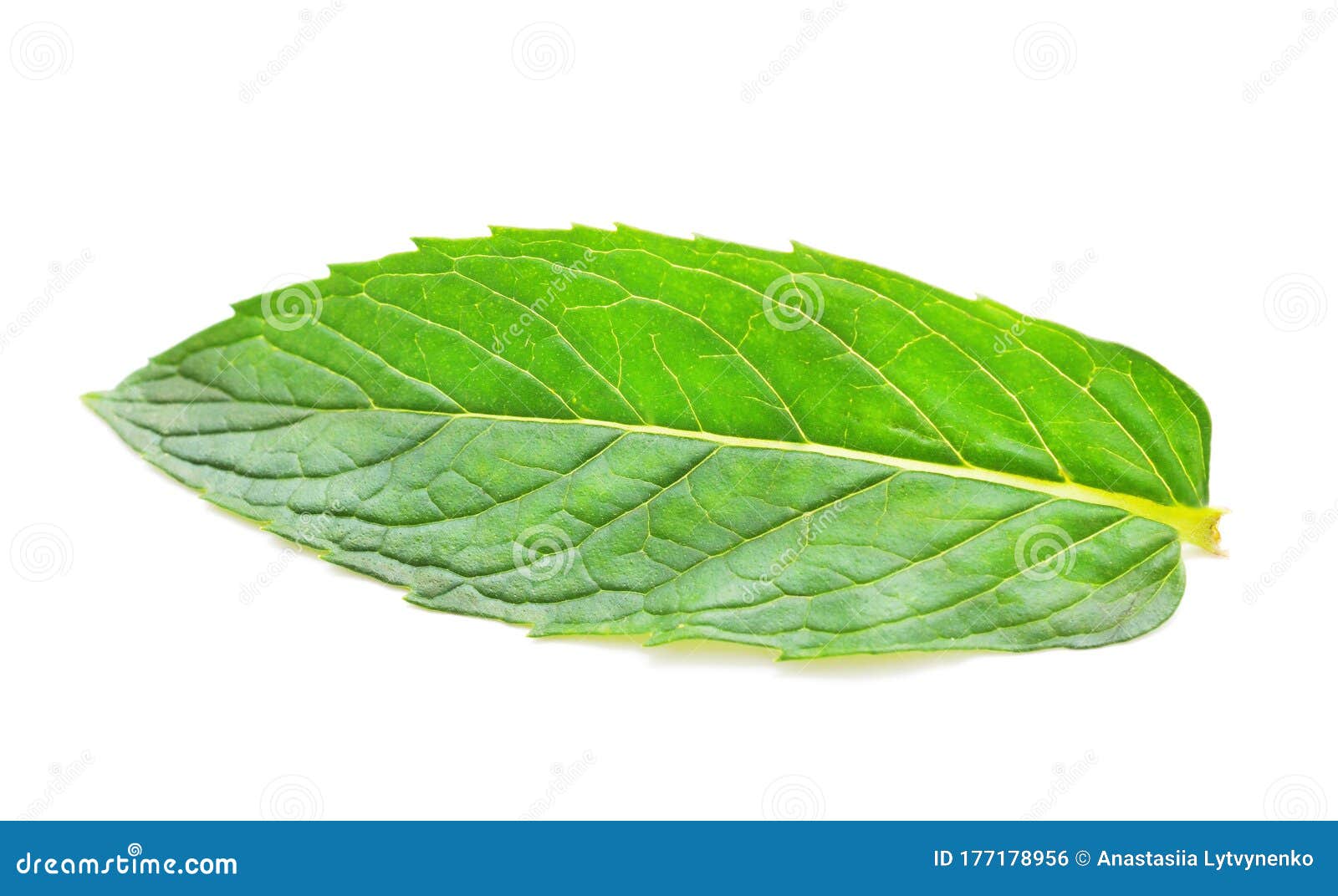 One green leaf stock photo. Image of background, growth - 177178956