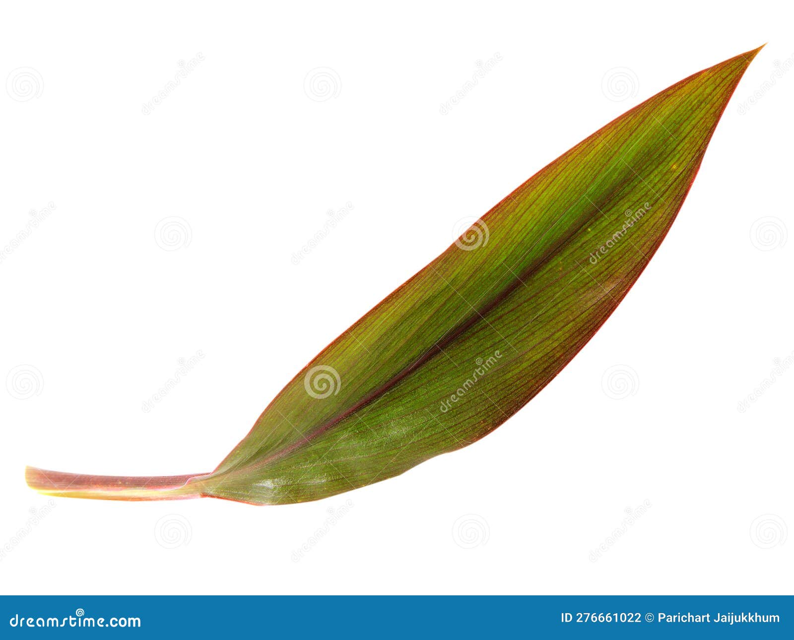 One Green Leaf Isolated on White Background with Clipping Path Stock ...