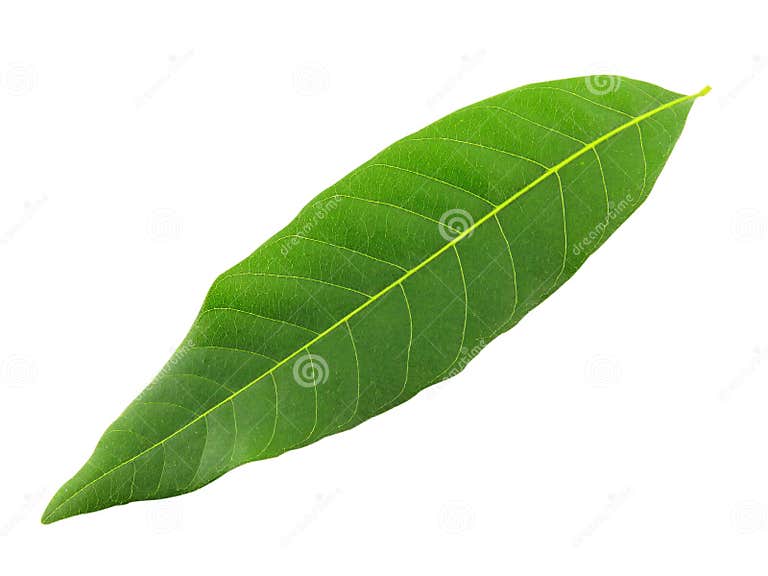 One Green Leaf Isolated on White Background with Clipping Path Stock ...