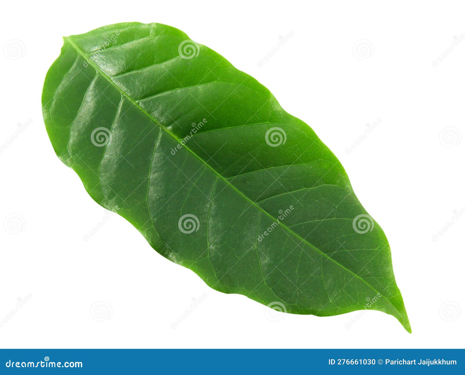 One Green Leaf Isolated on White Background with Clipping Path Stock ...