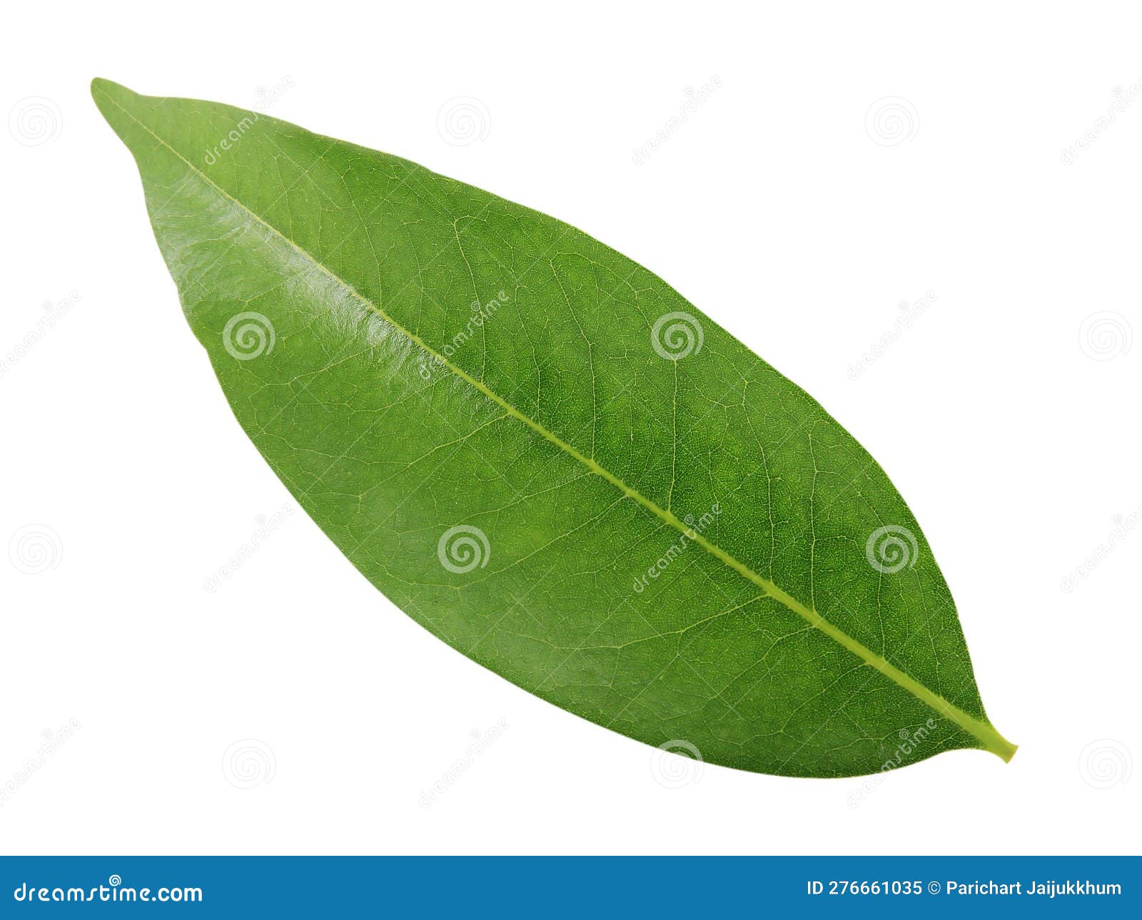 One Green Leaf Isolated on White Background with Clipping Path Stock ...