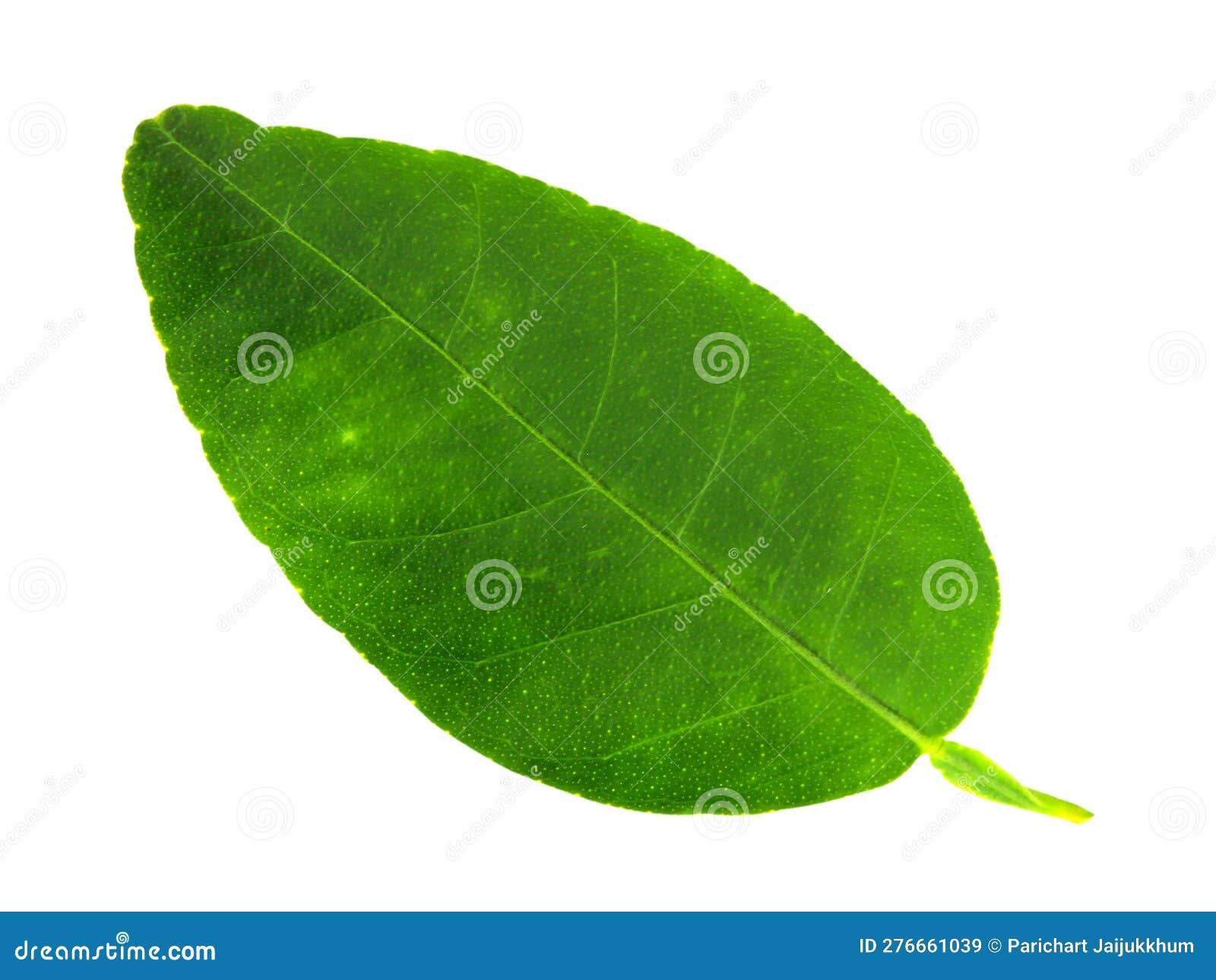 One Green Leaf Isolated on White Background with Clipping Path Stock ...