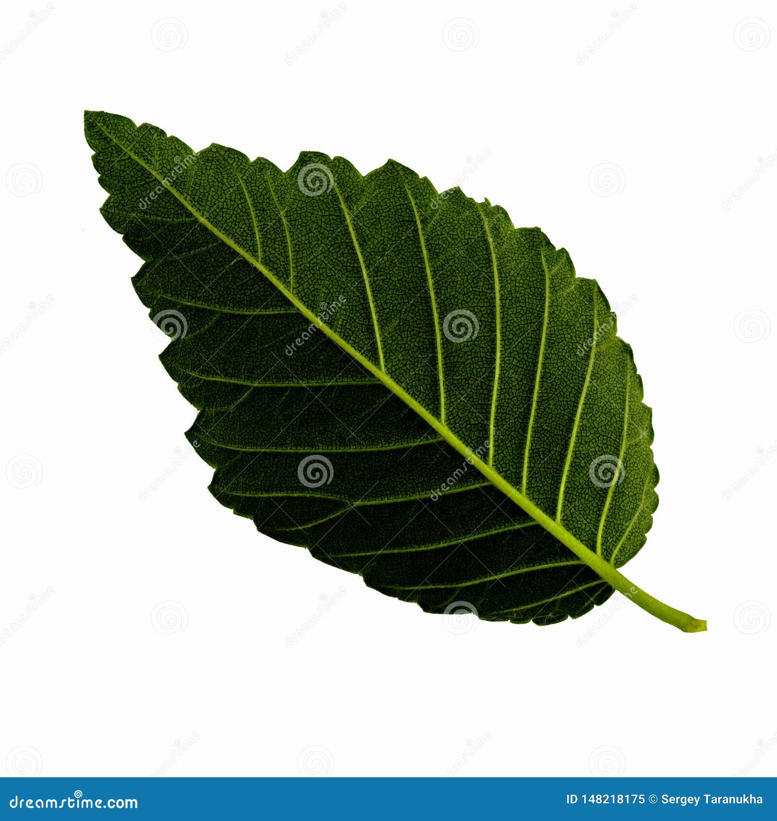 One Green Leaf of a Karagach Isolated on a White Background, the ...