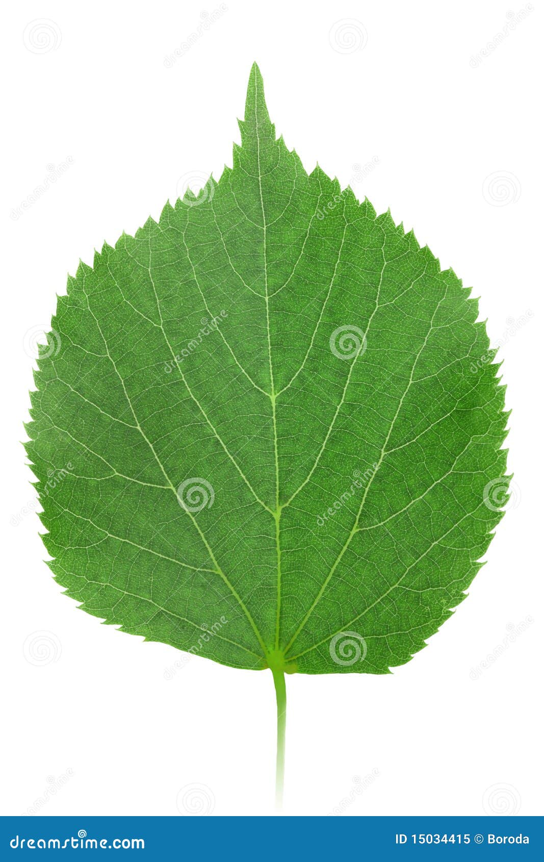 One Green Leaf of Linden-tree Stock Image - Image of closeup, leaves ...