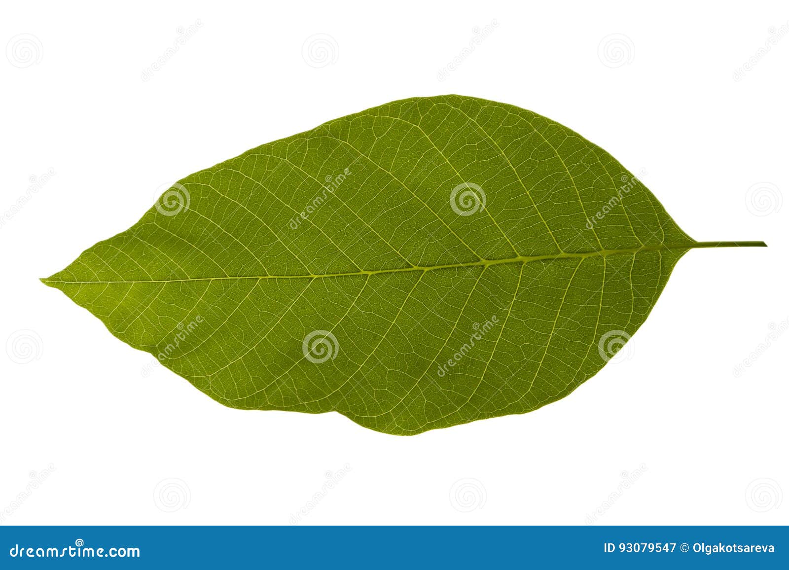 One green leaf stock image. Image of fresh, isolated - 93079547