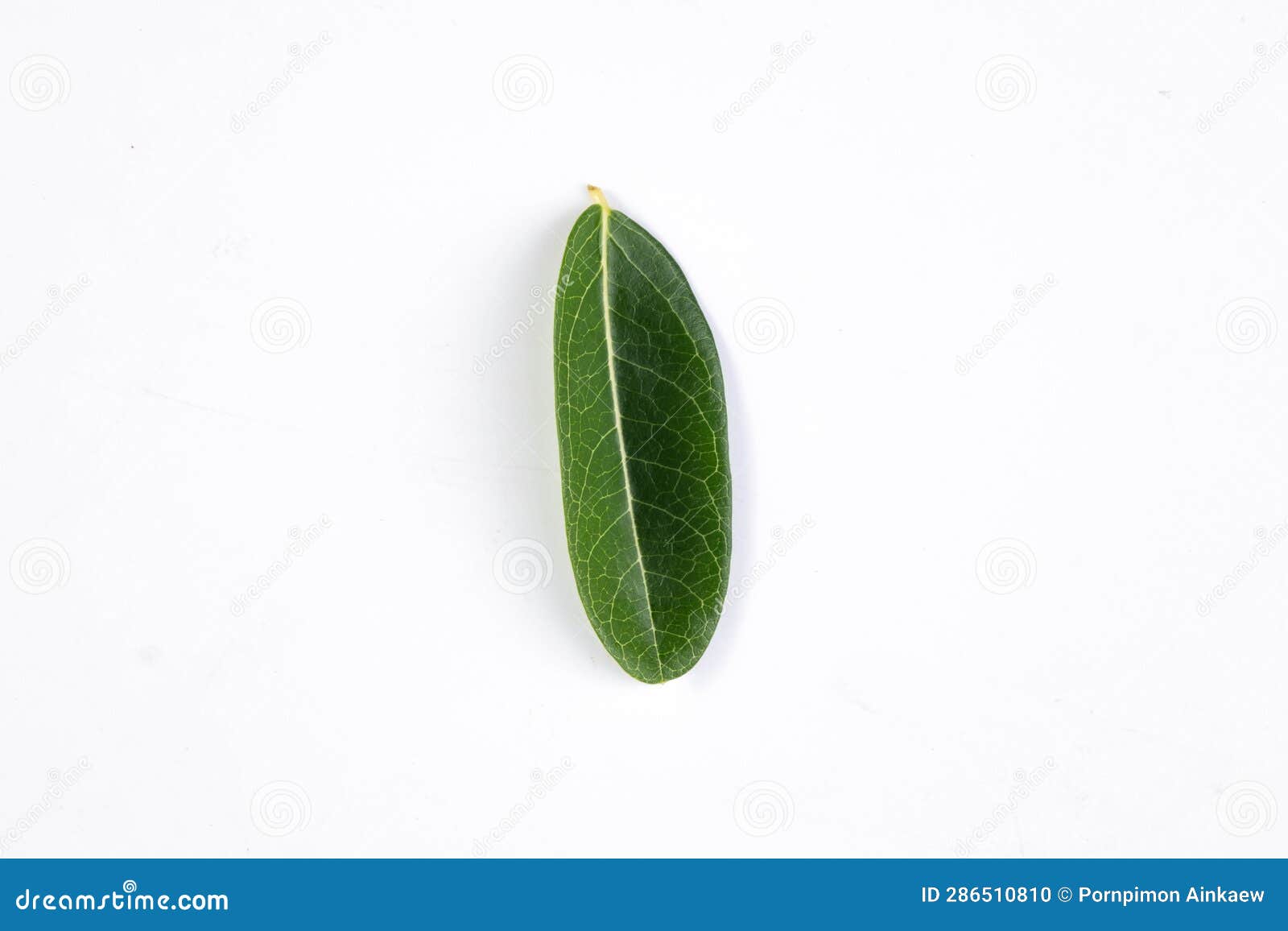 One Green Leaf of a Tropical Tree Isolated on White Background Stock ...