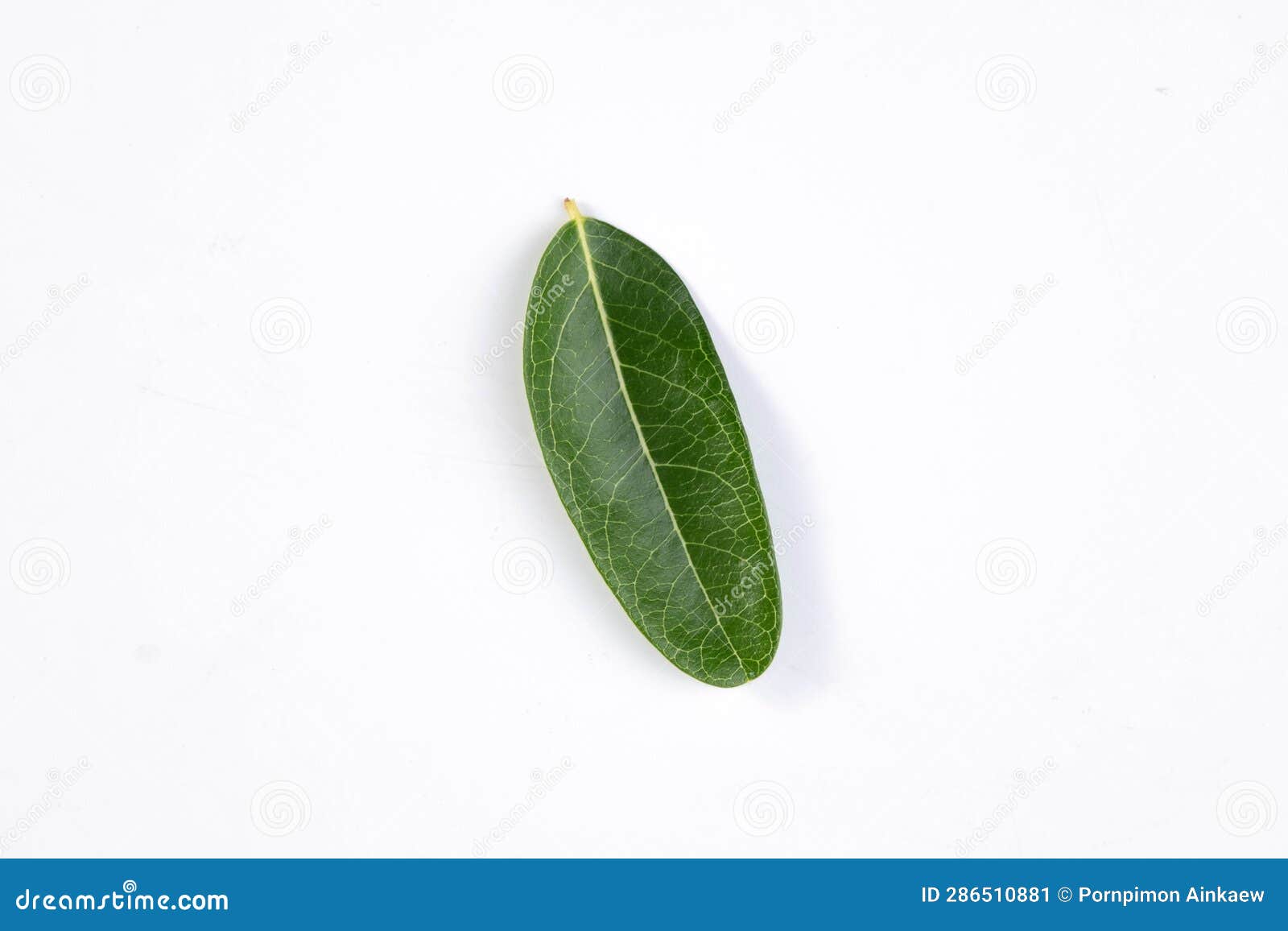 One Green Leaf of a Tropical Tree Isolated on White Background Stock ...