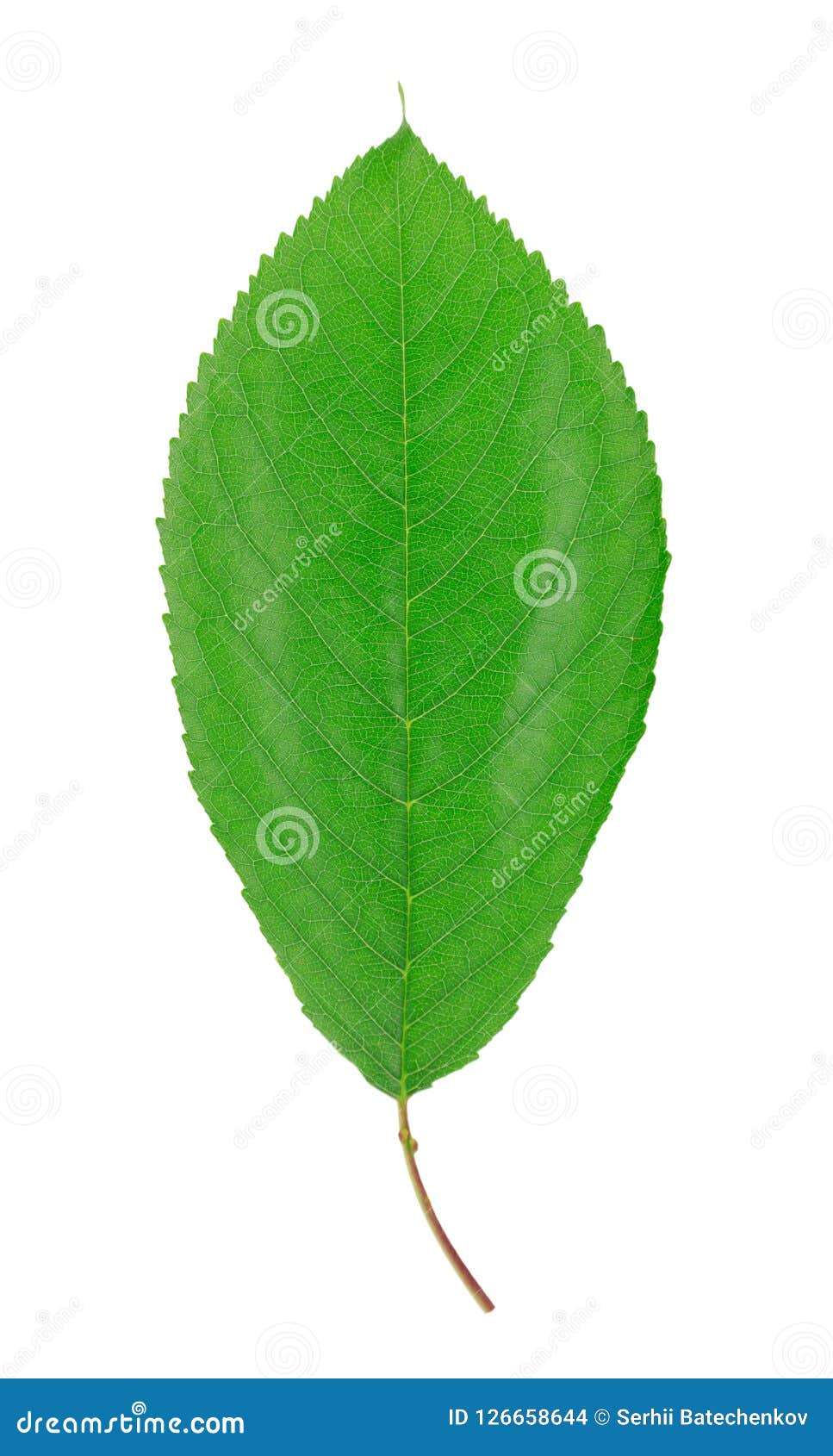 One Green Leaf Isolated on White Background Stock Photo - Image of ...