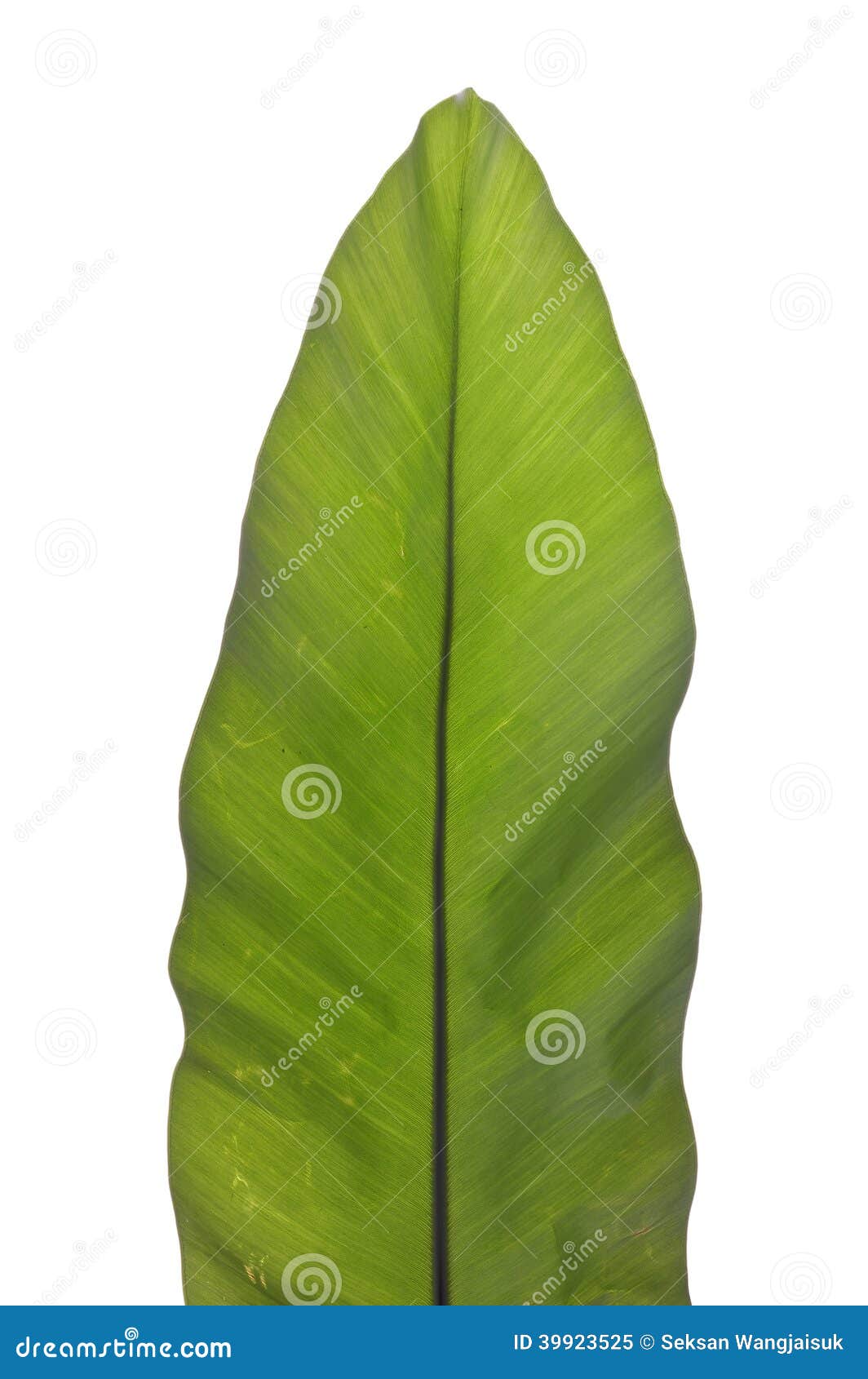 One green leaf stock image. Image of plant, park, decoration - 39923525