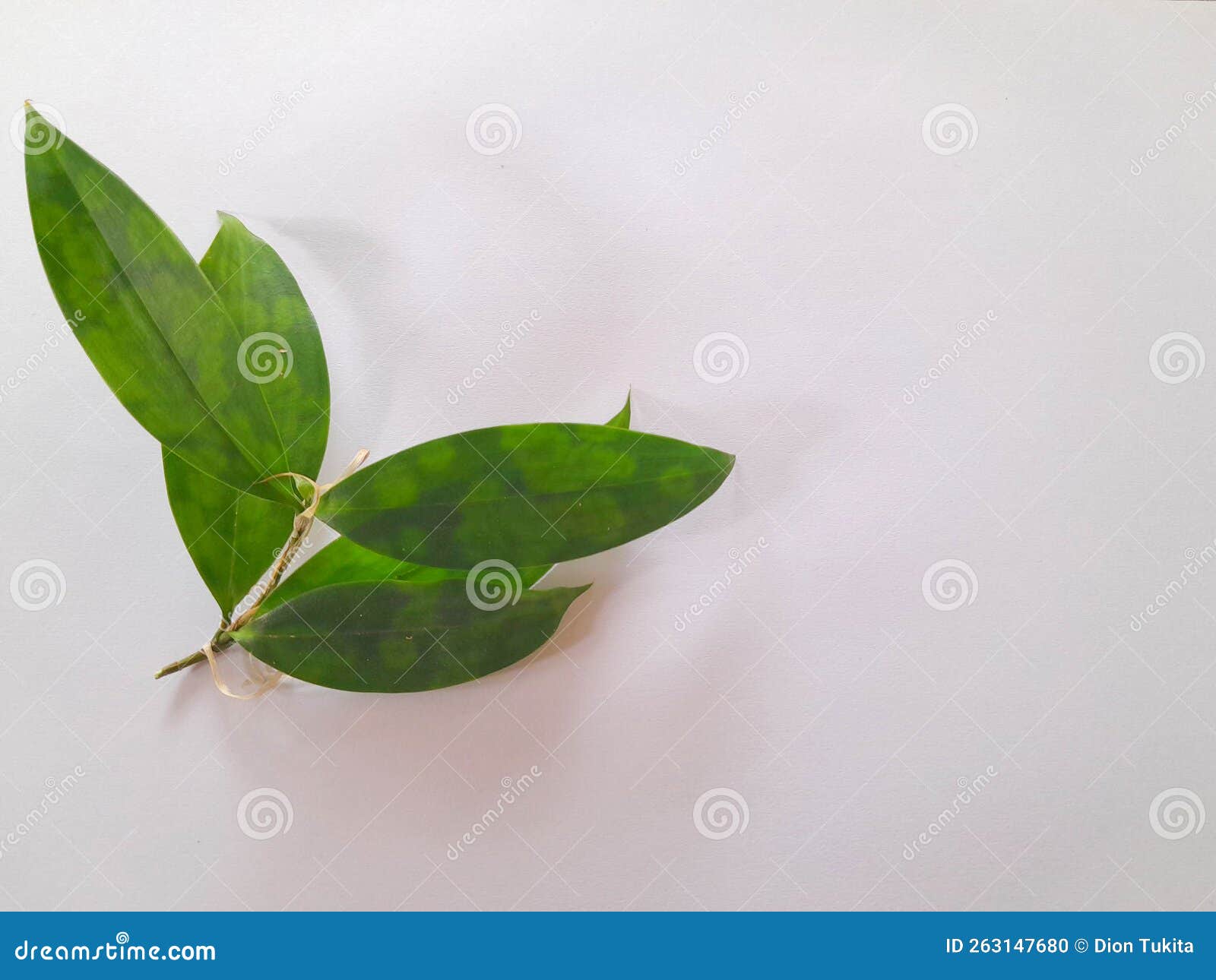 One Green Leaf on a White Background Gaes Stock Photo - Image of leaf ...