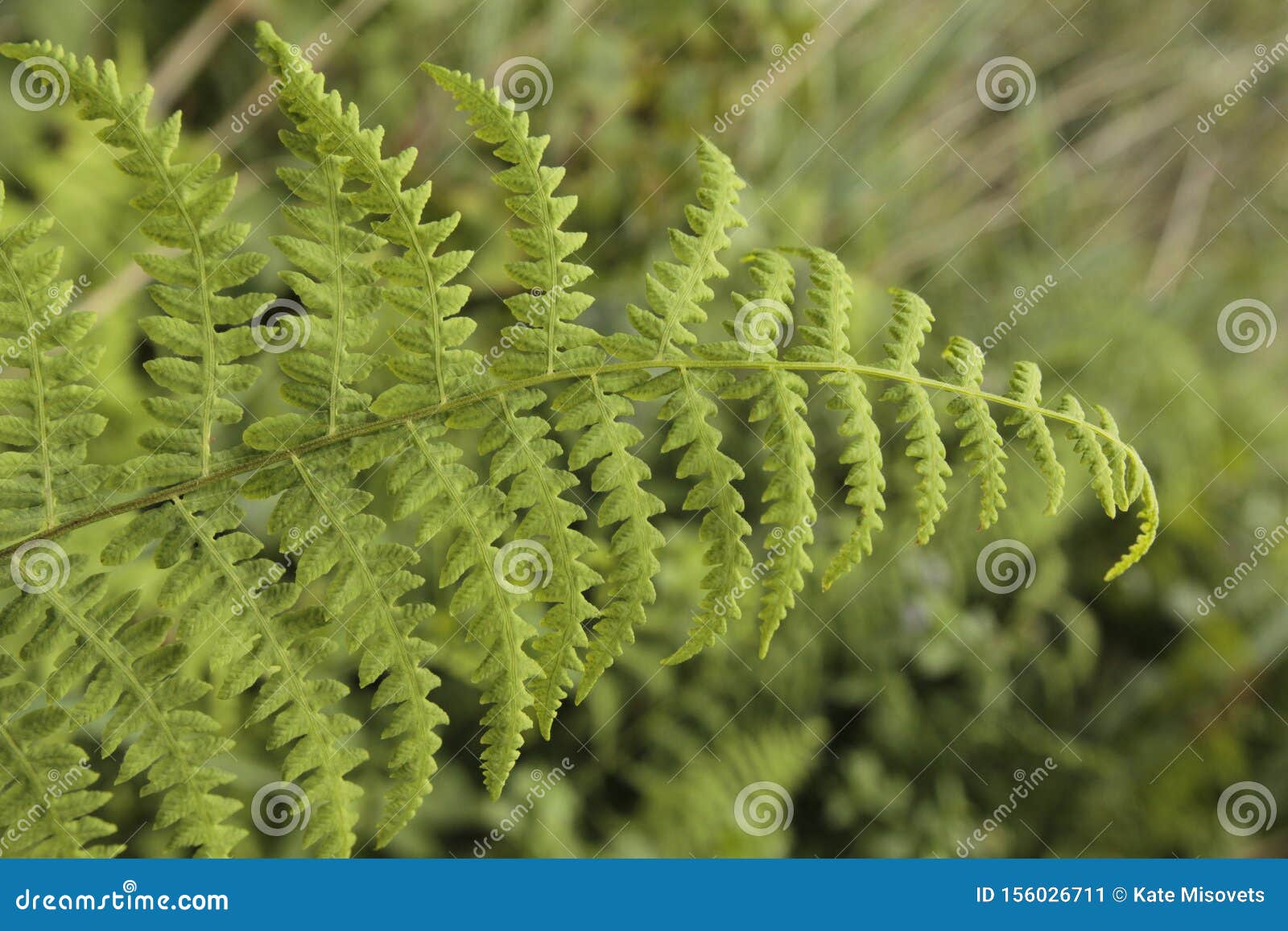 Green fern in the forest stock image. Image of forest - 156026711