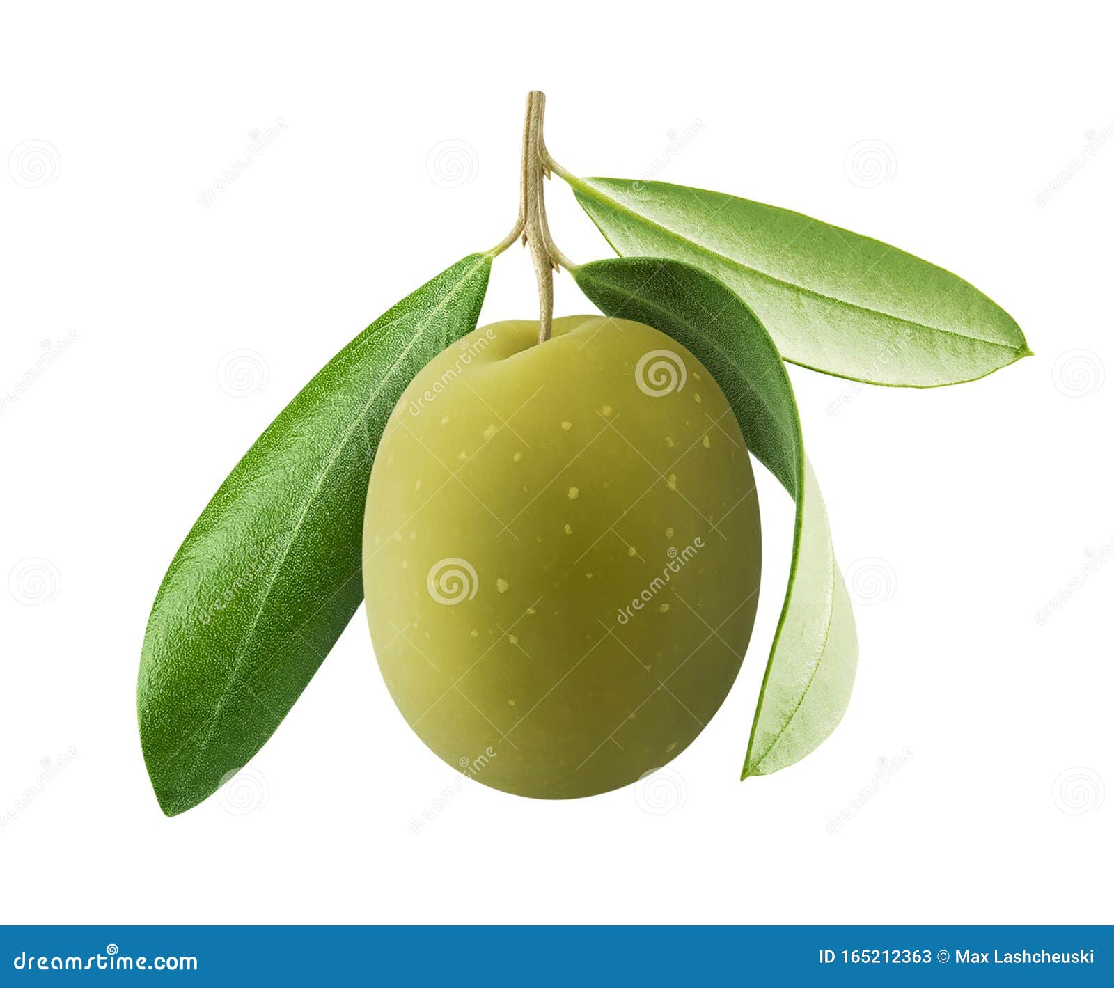 One Green Olive with Leaves Isolated on White Background Stock Image ...