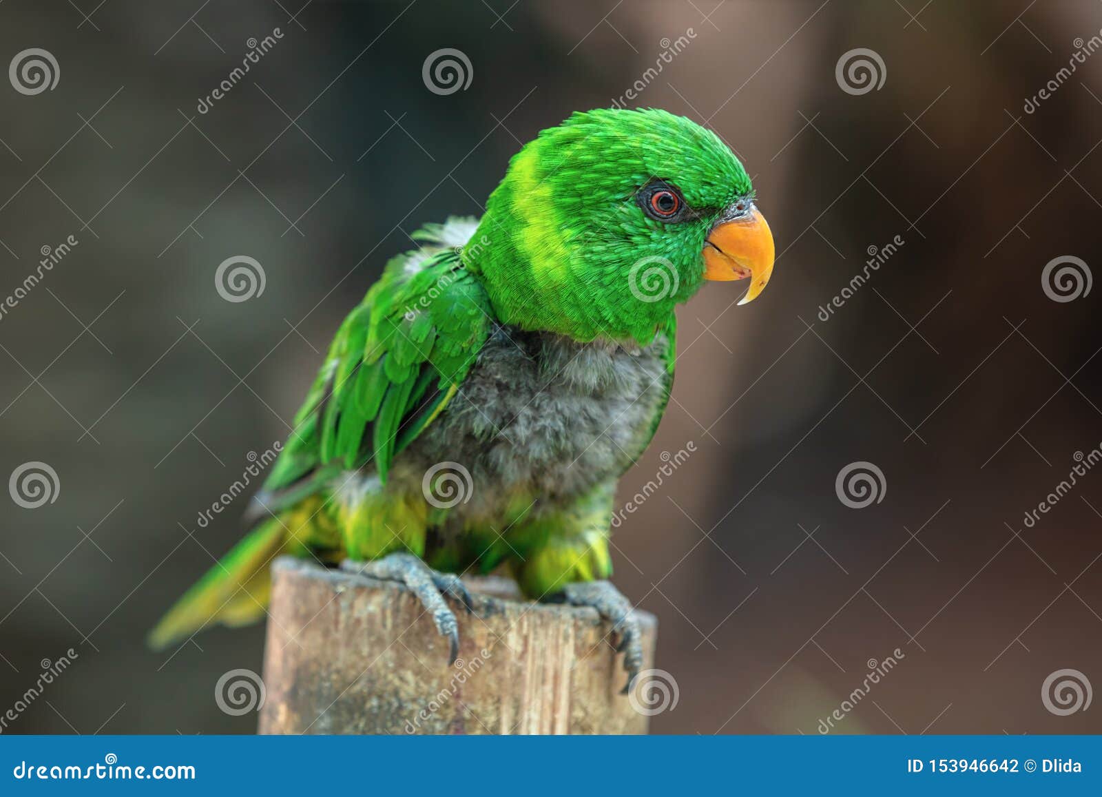 One green parrot chick stock photo. Image of white, outdoor - 153946642
