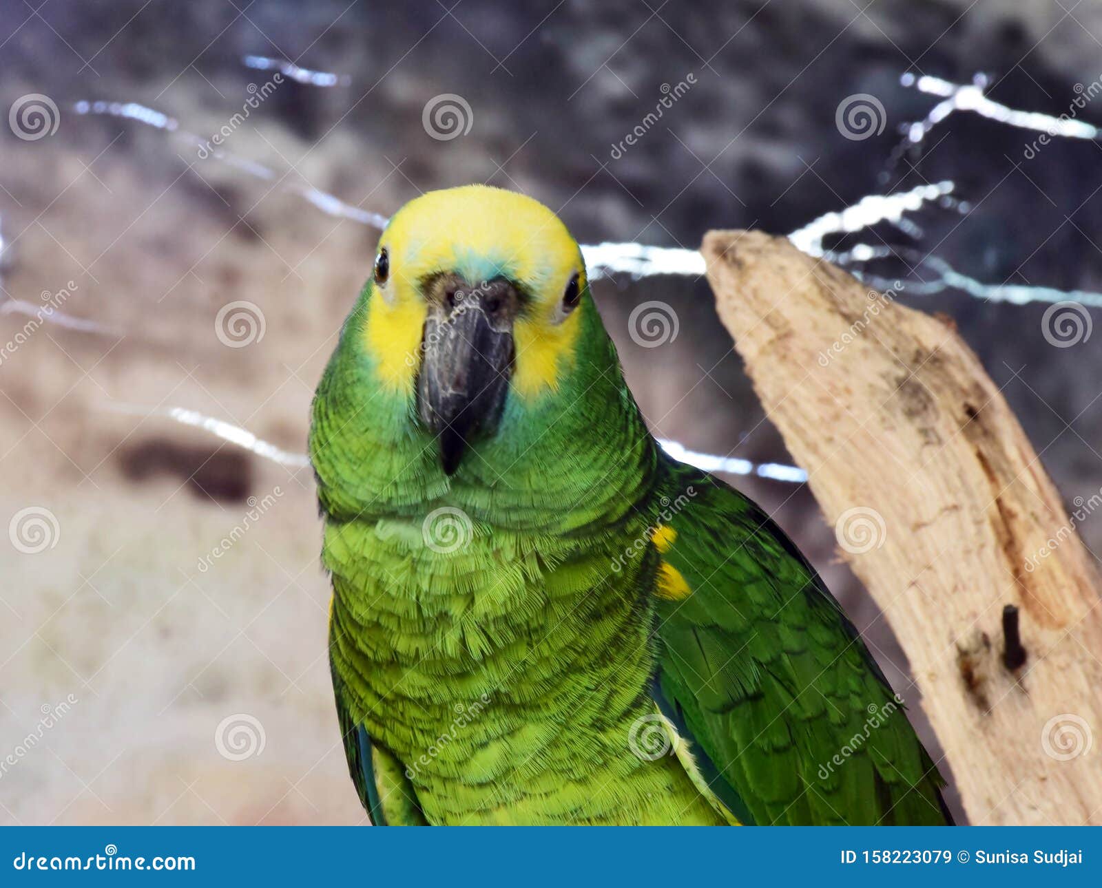 One green parrot stock image. Image of life, care, softening - 158223079
