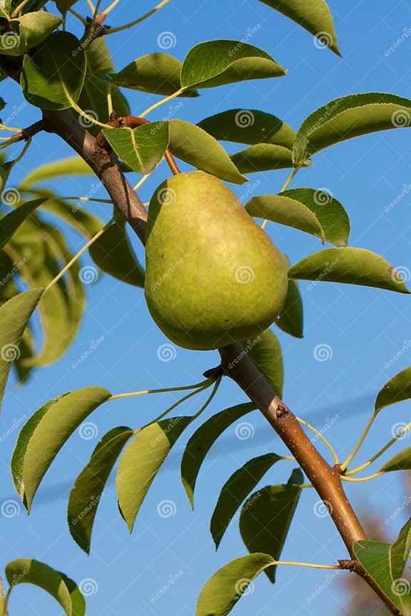 One Green Pear on Tree Blue Sky Stock Image - Image of sweet, nature ...