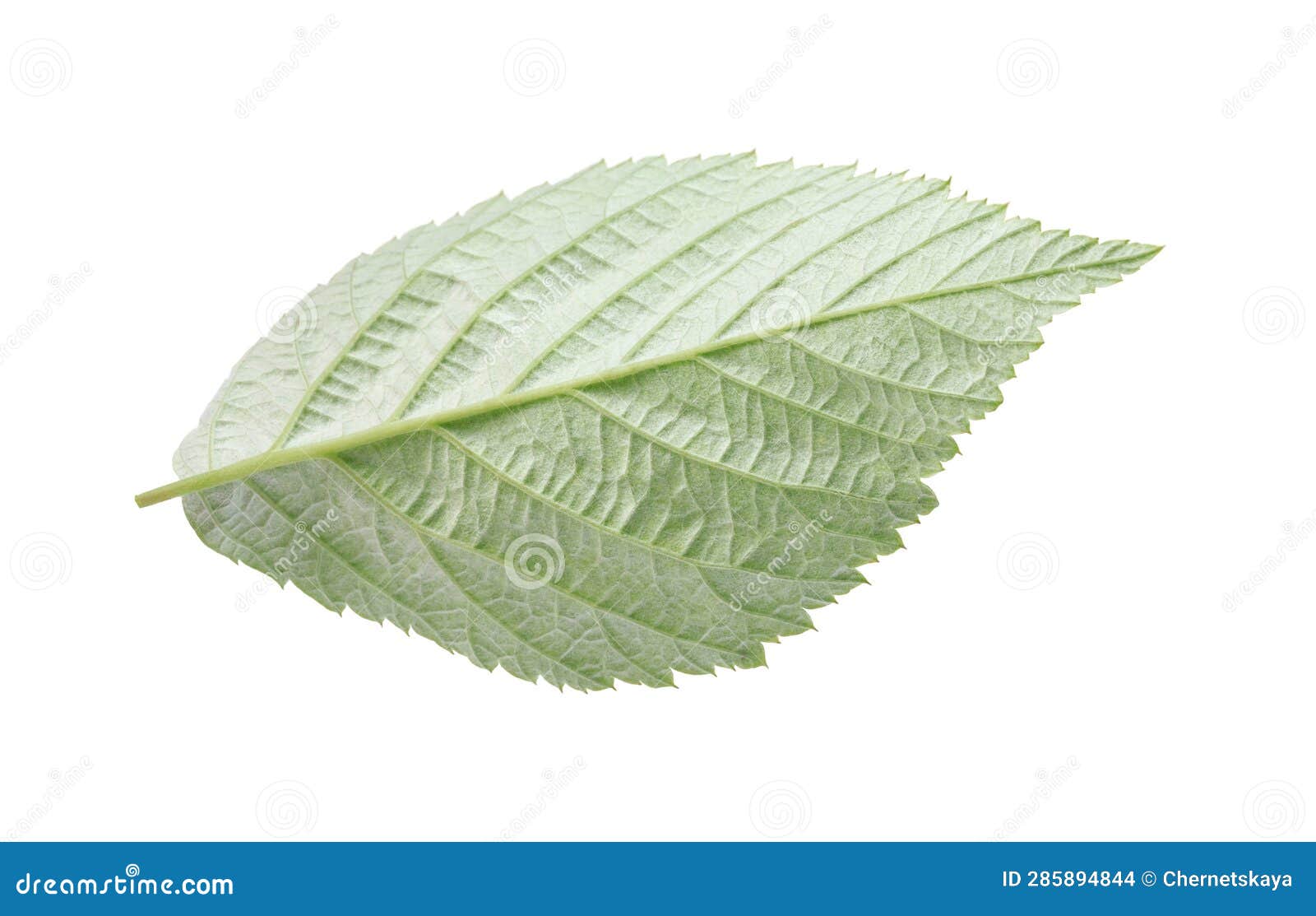 One Green Raspberry Leaf Isolated on White Stock Photo - Image of color ...