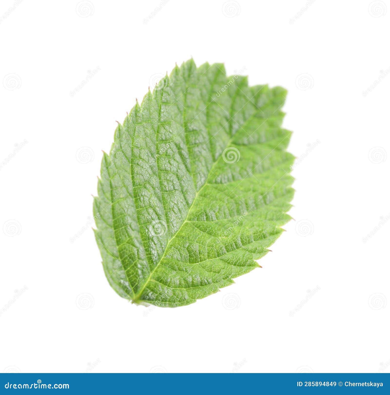 One Green Raspberry Leaf Isolated on White Stock Image - Image of farm ...